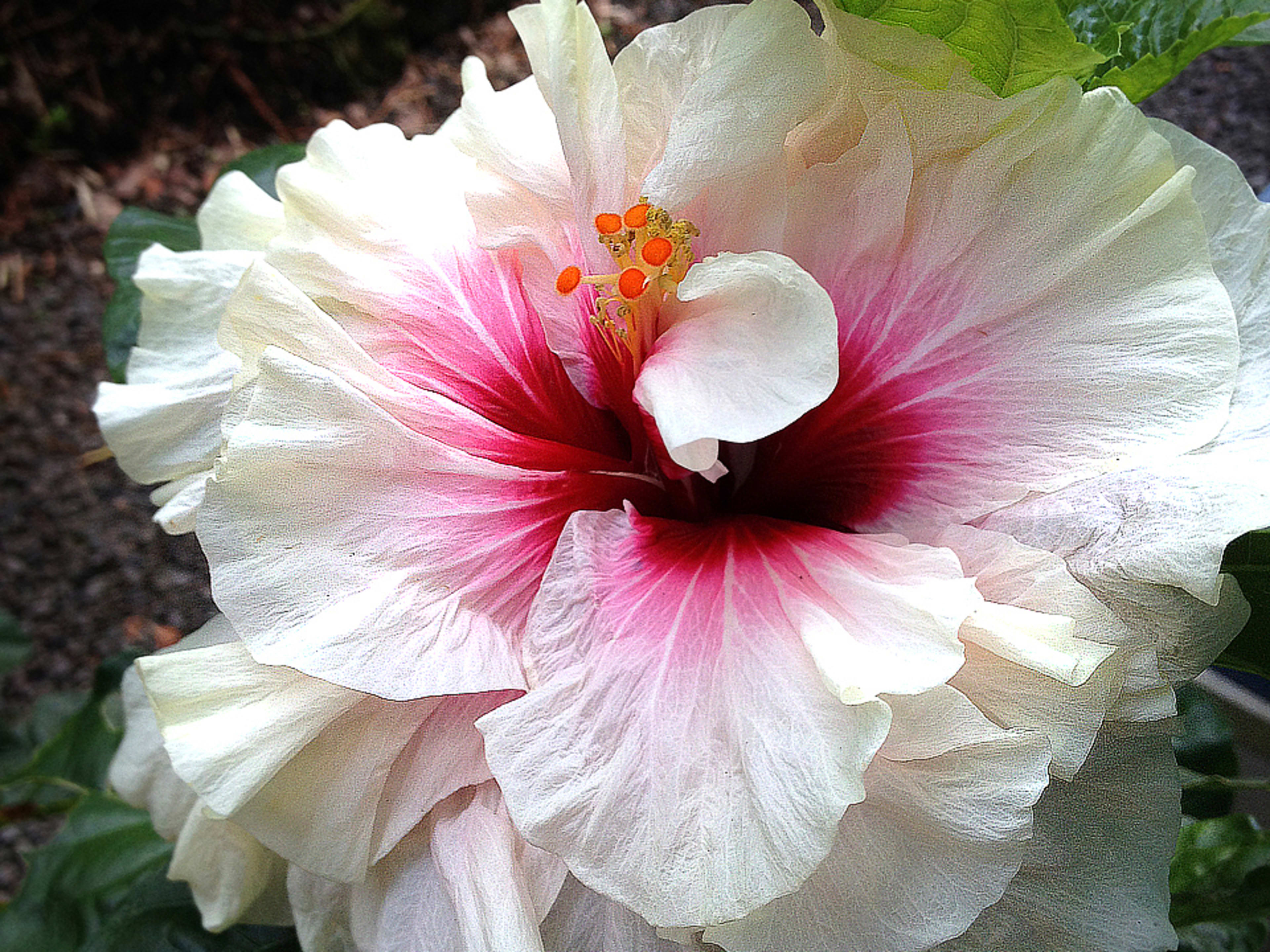 For the Love of Double Tropical Hibiscus - Dengarden