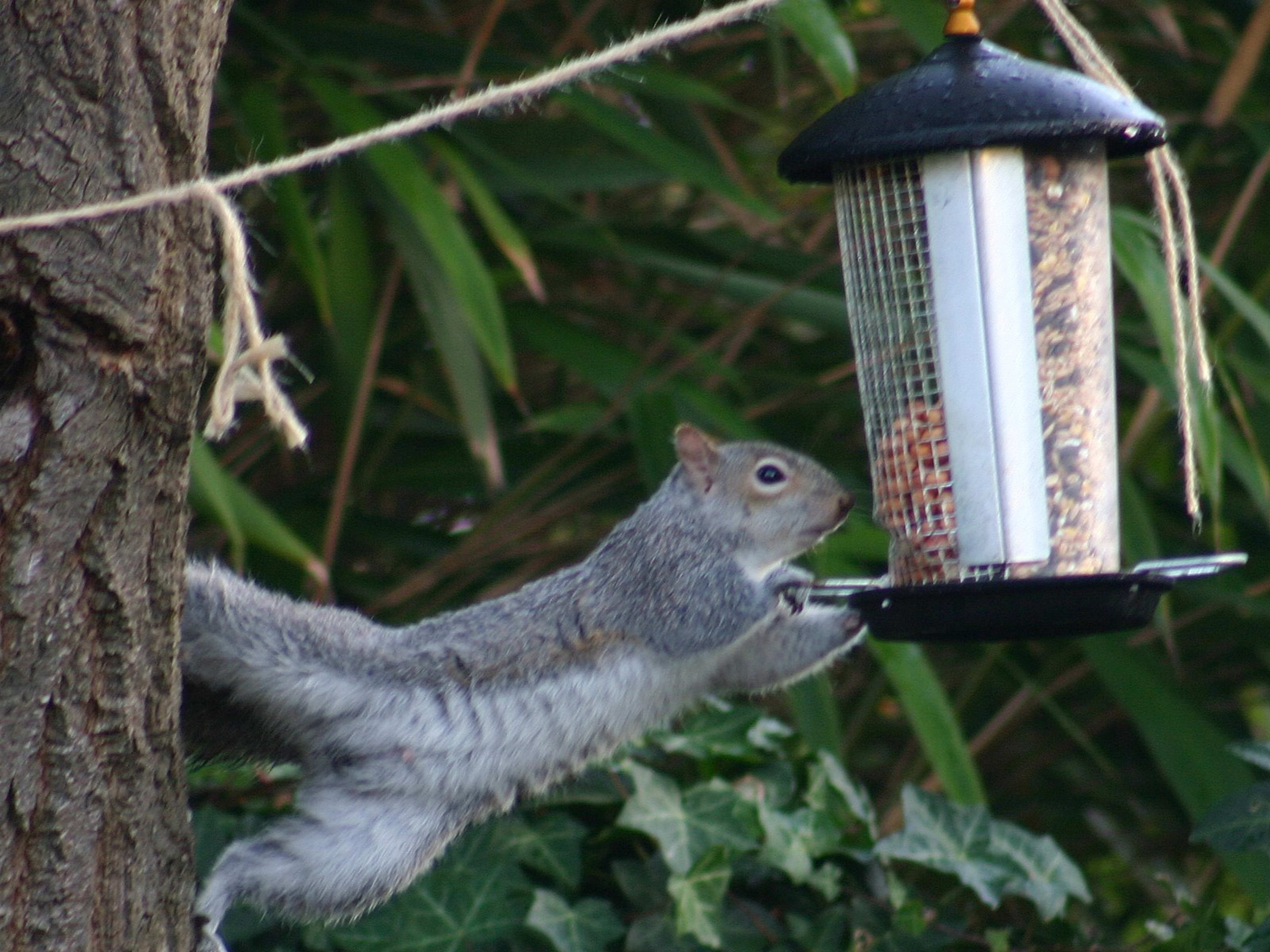 How to Buy or Make a Squirrel-Proof Bird Feeder