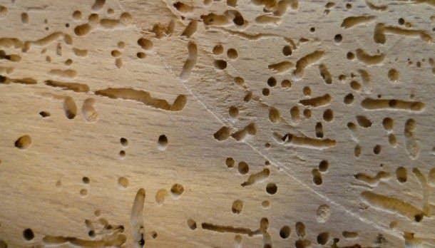Everything You Need to Know About Wood-Boring Beetles - Dengarden