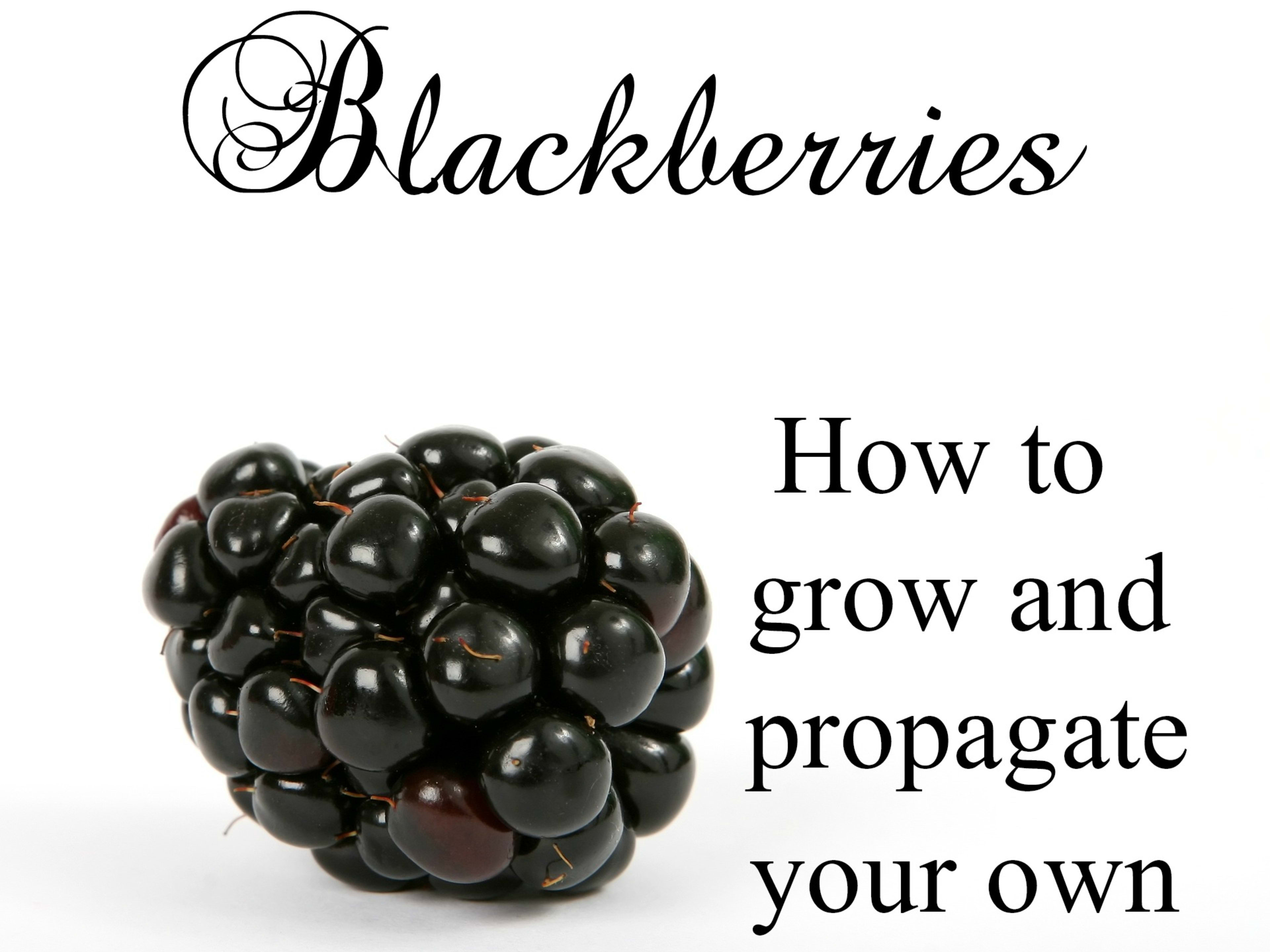 Blackberry Plants: How to Grow and Propagate