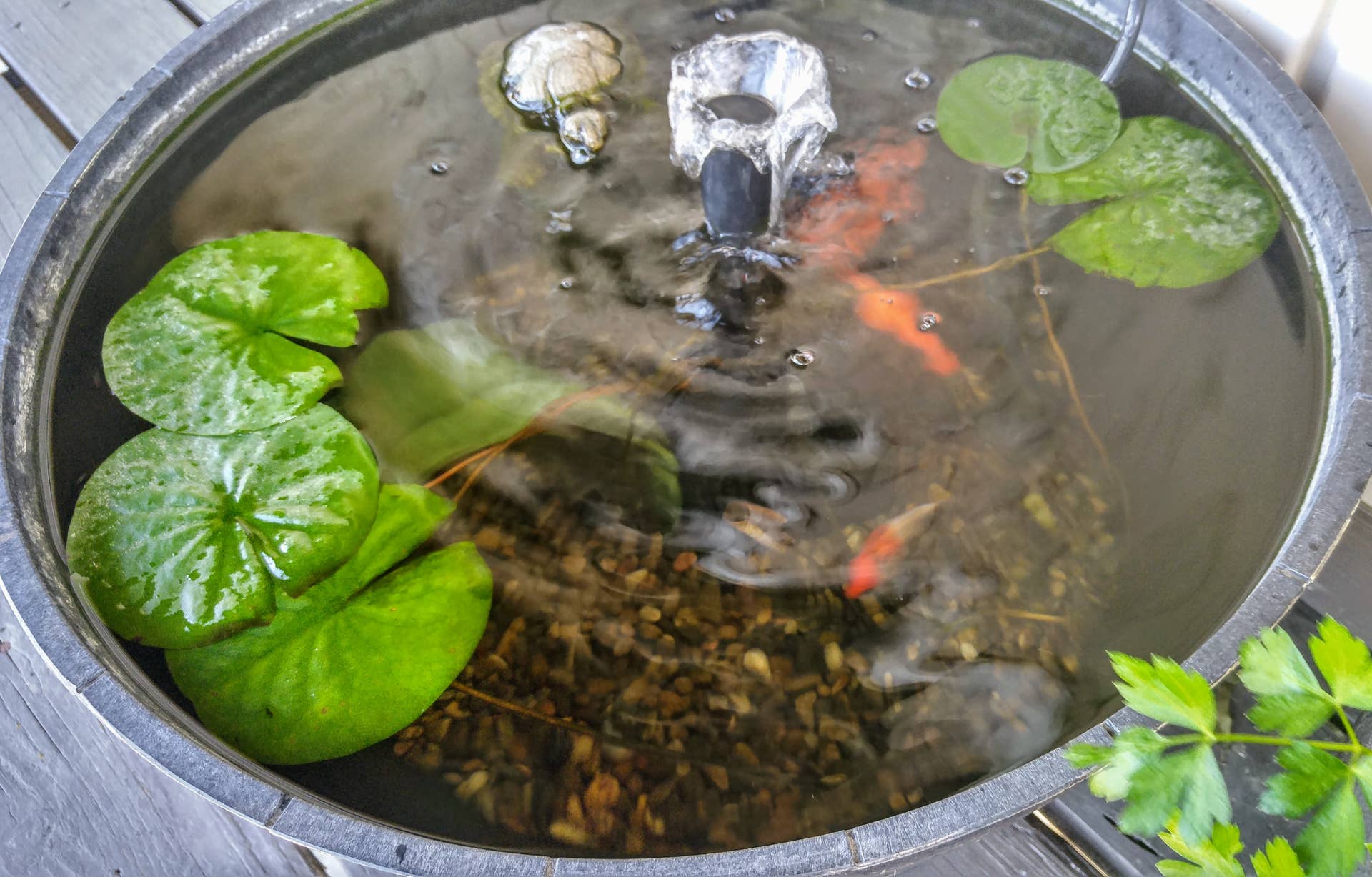Easy Small Container Pond Water