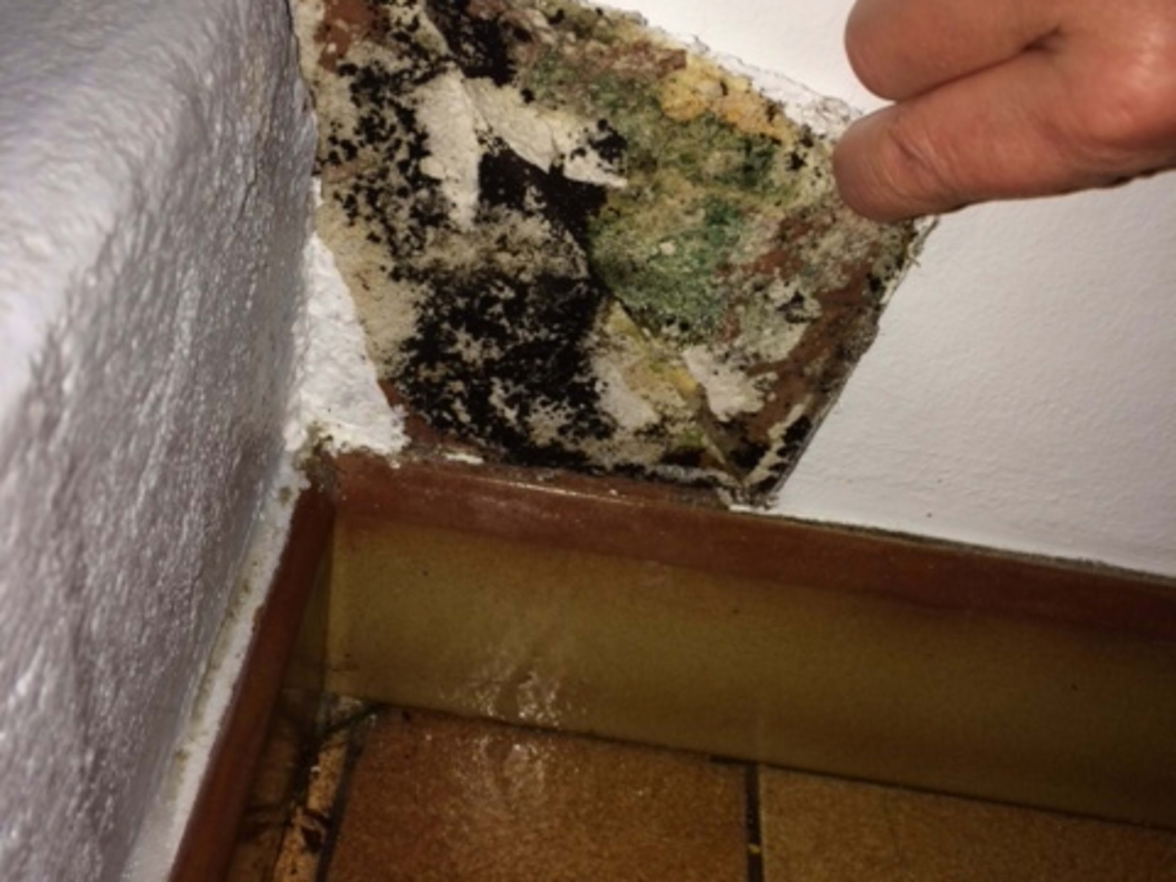 That Invisible Thing Biting You Could Be Black Mold - Dengarden