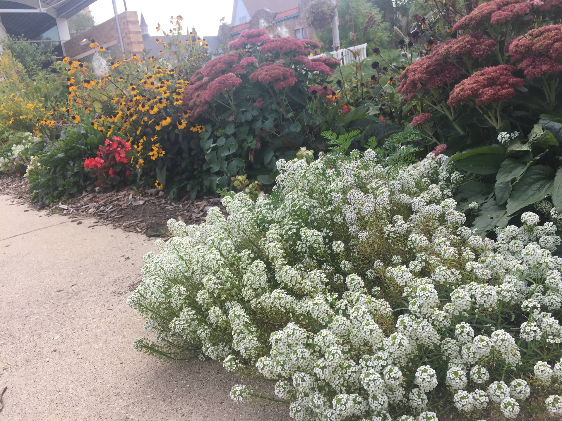 Sweet Alyssum: How to Grow and Care for This Flowering Ground Cover