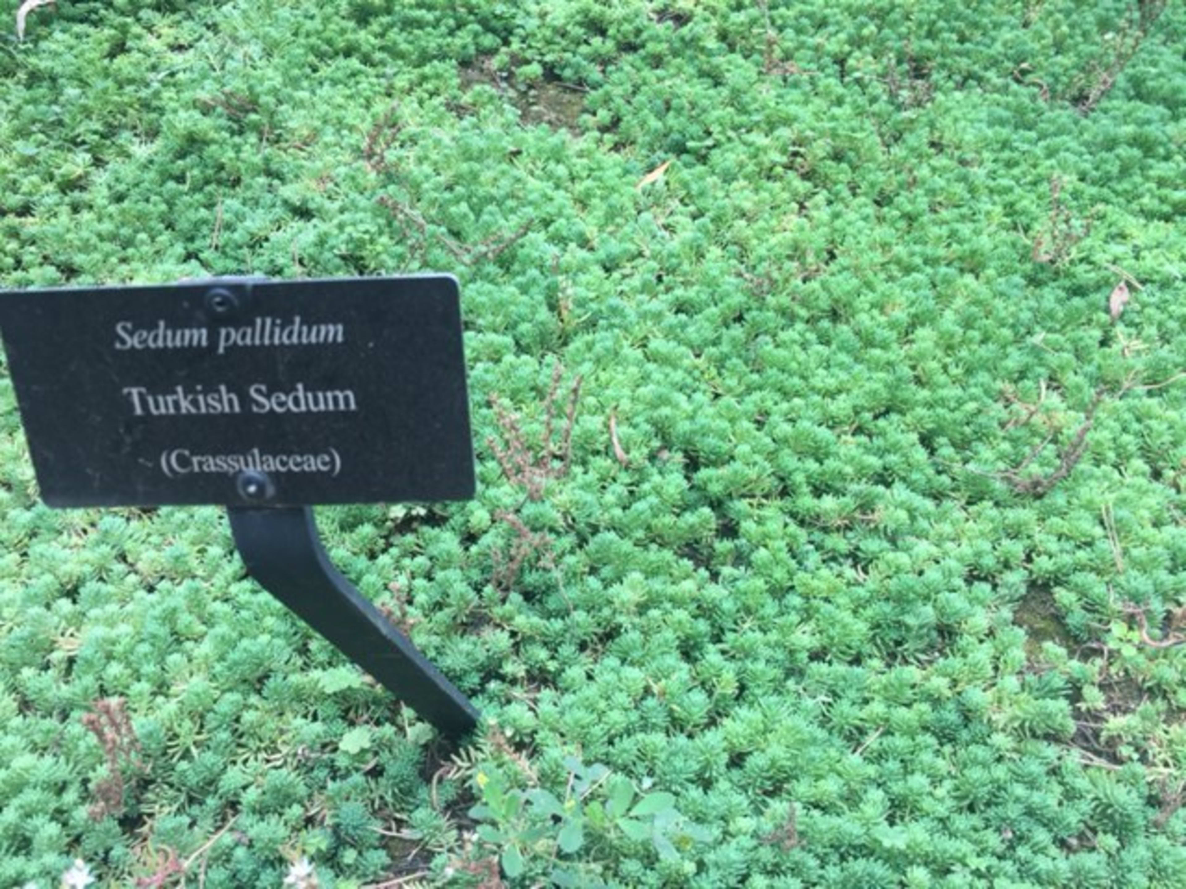 Sedum Plant: Types, Care, and Propagation