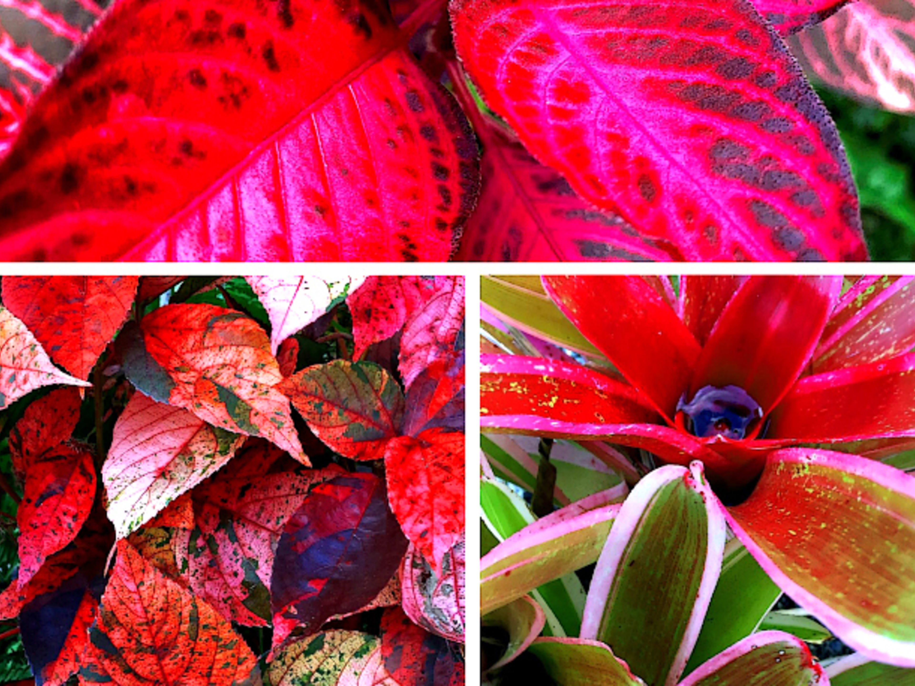 10 Useful Plants Welcome To The (Plant) Family Draw Botanical LLC