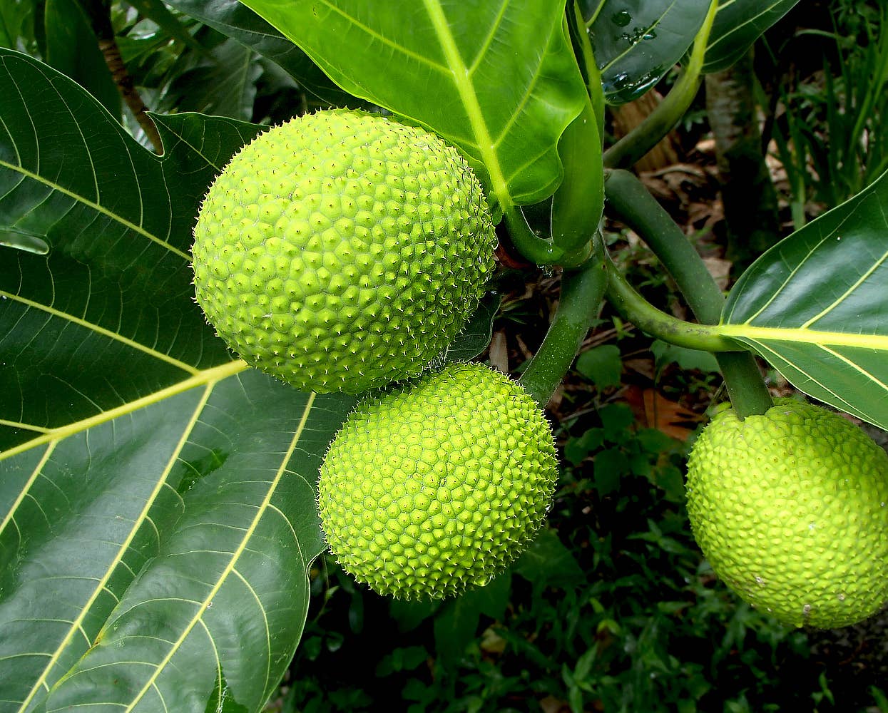 'Ulu Breadfruit: Facts and Culinary Uses - Dengarden