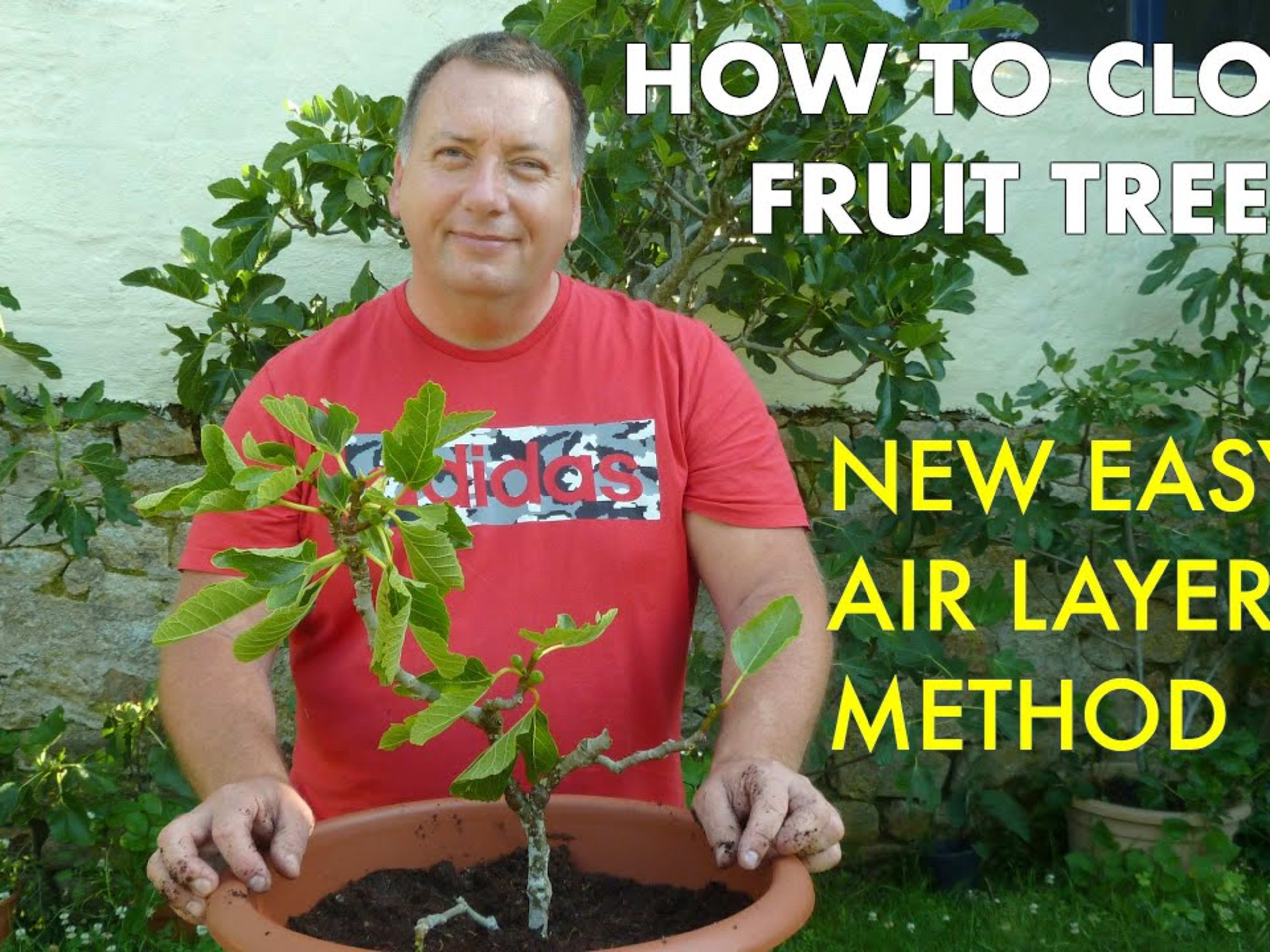 How to Clone Fruit Trees With the Air Layering Method - Dengarden