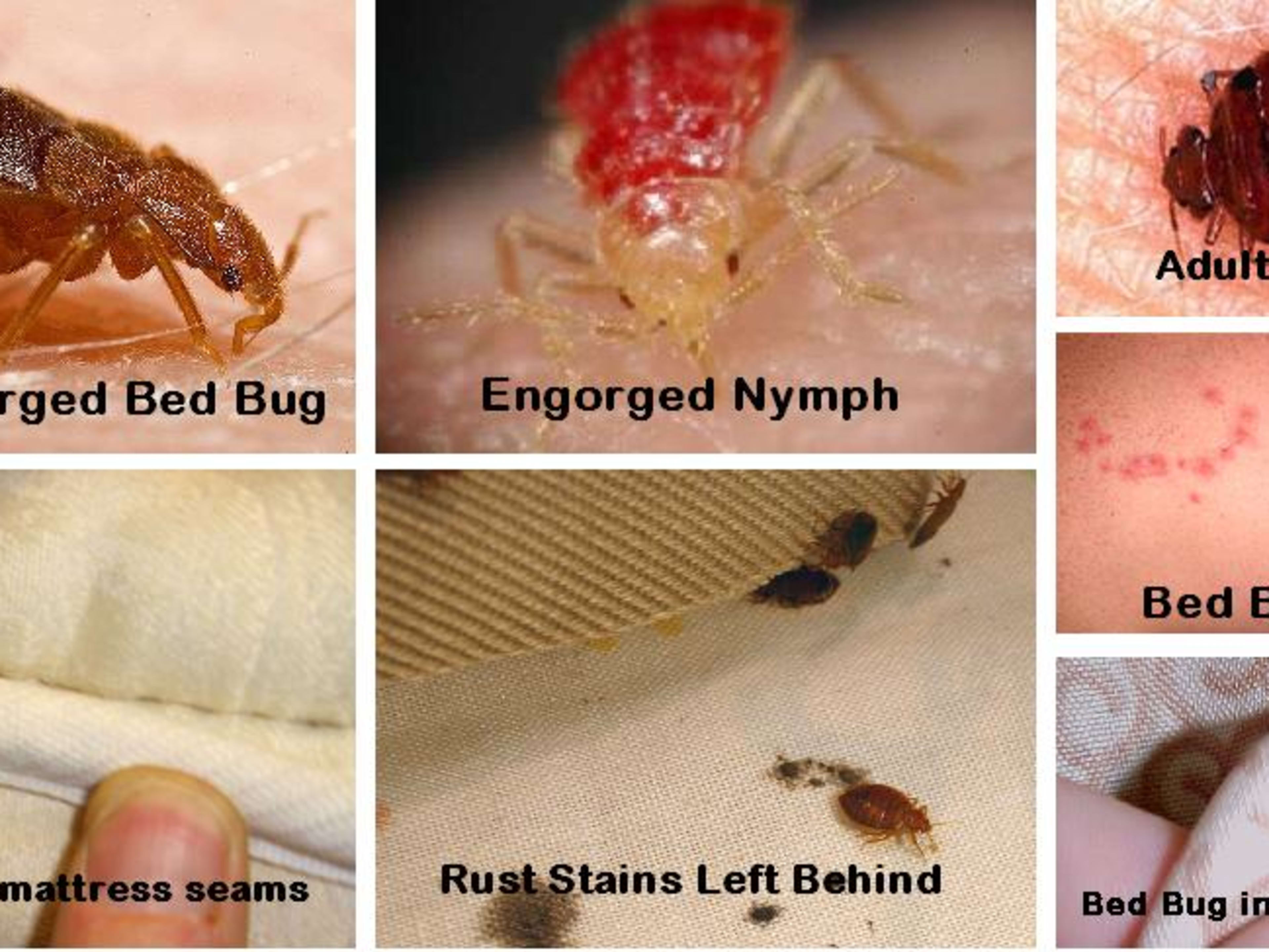 A Comprehensive Guide on How to Detect and Remove Bedbugs