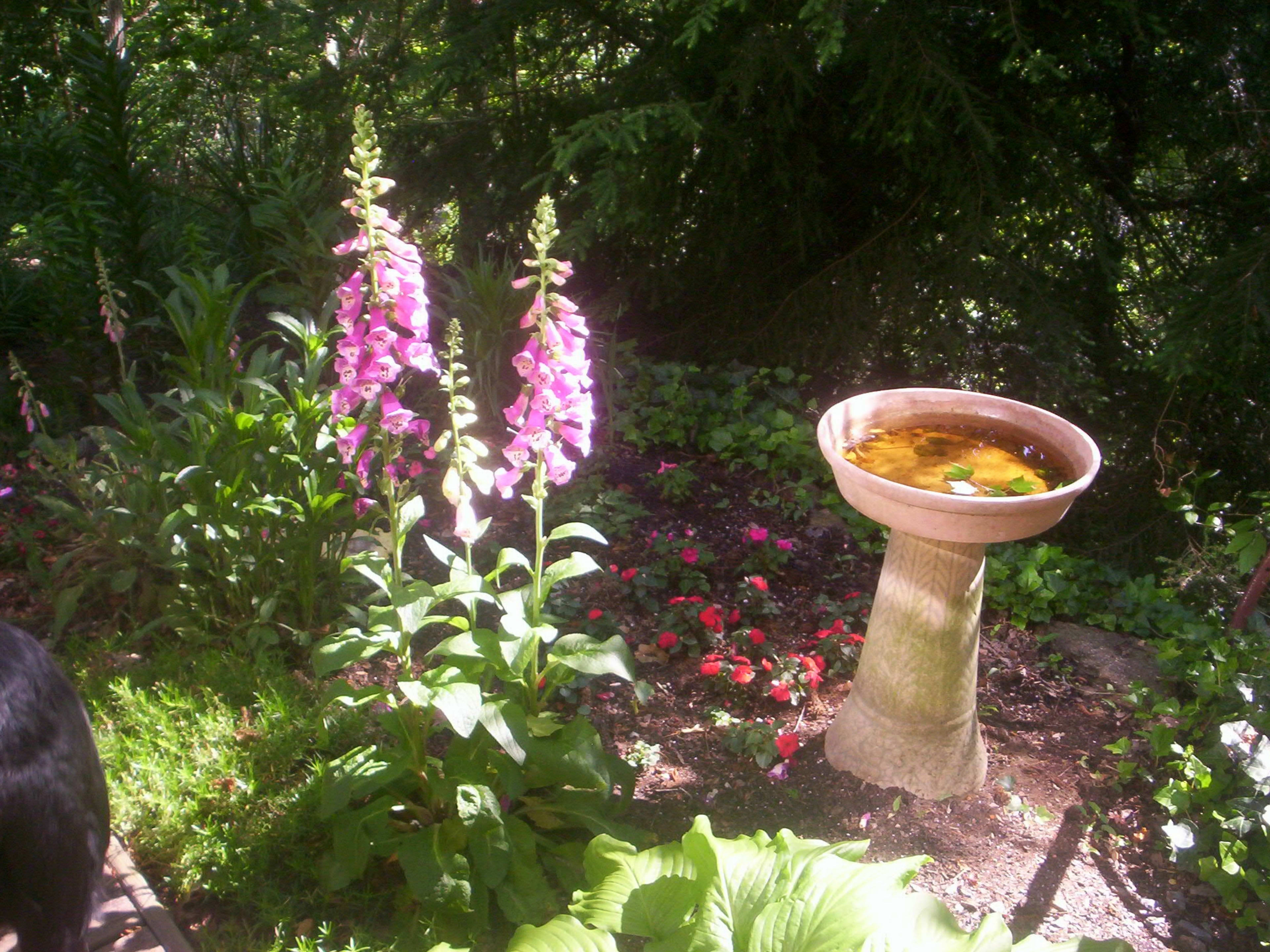 Top 10 Gardening Forums, Chat Rooms, and Communities - Dengarden