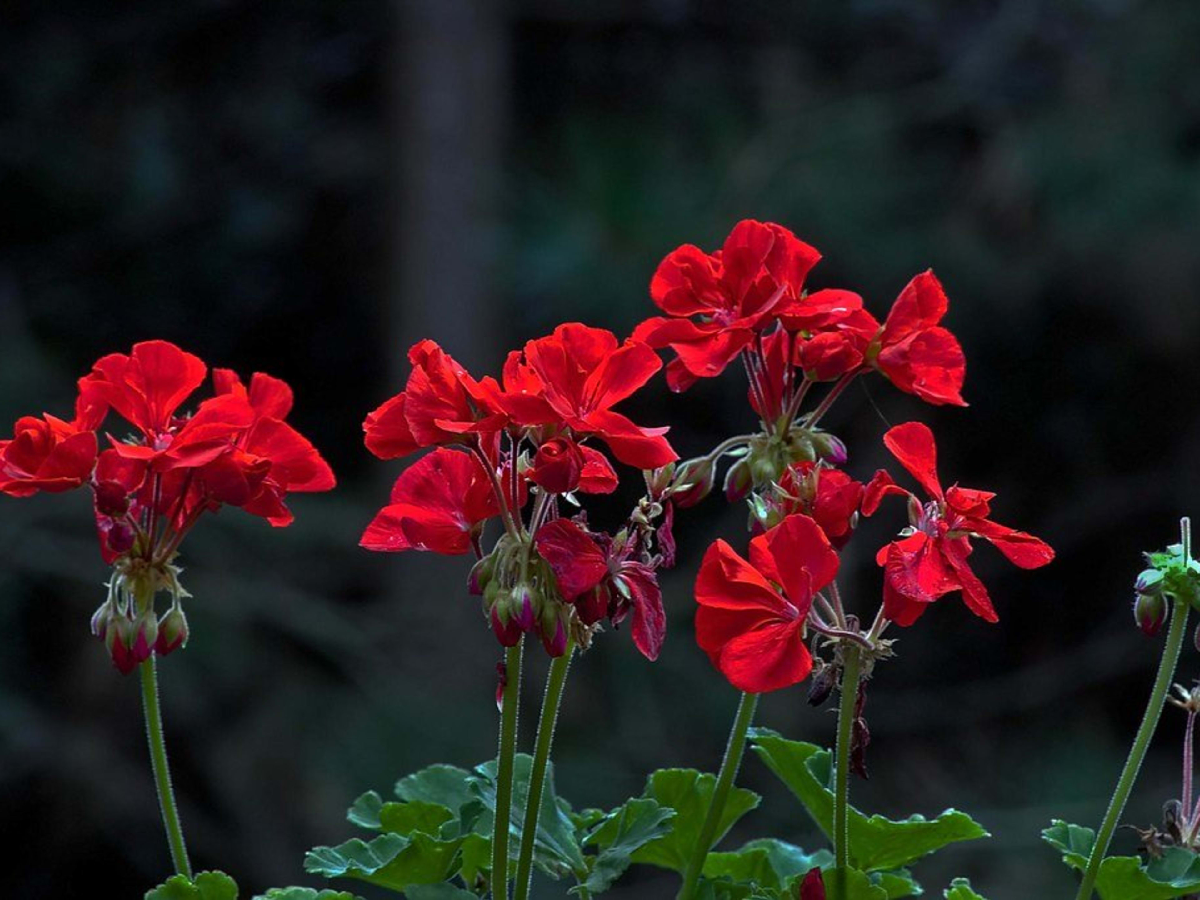Growing Geraniums - Dengarden