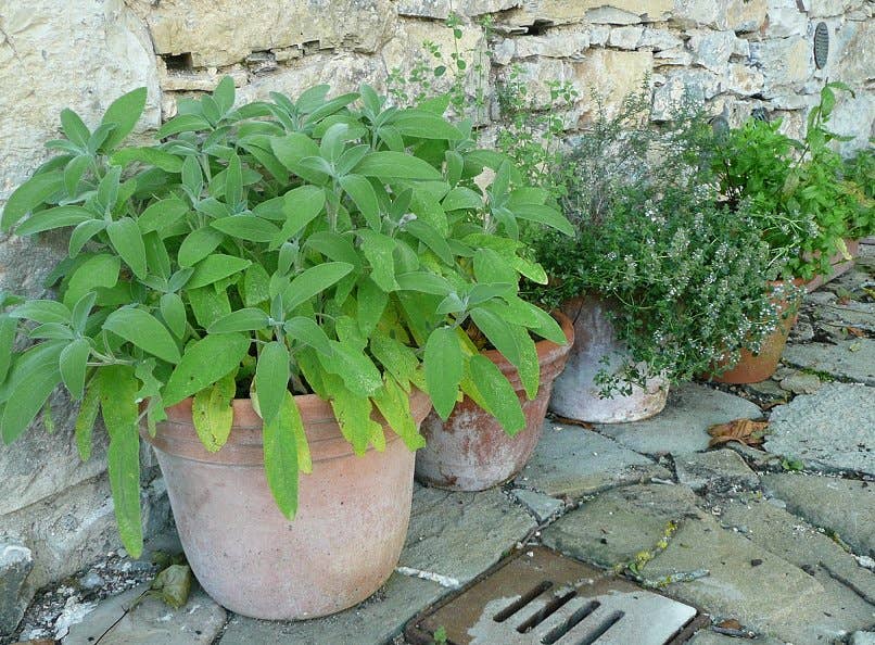 How to Grow Herbs in Pots: Top Tips to Ensure Success - Dengarden