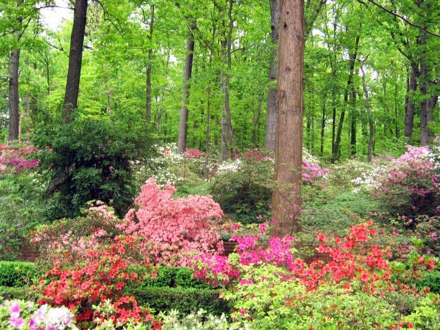 The Best Woodland Garden Plants - Dengarden