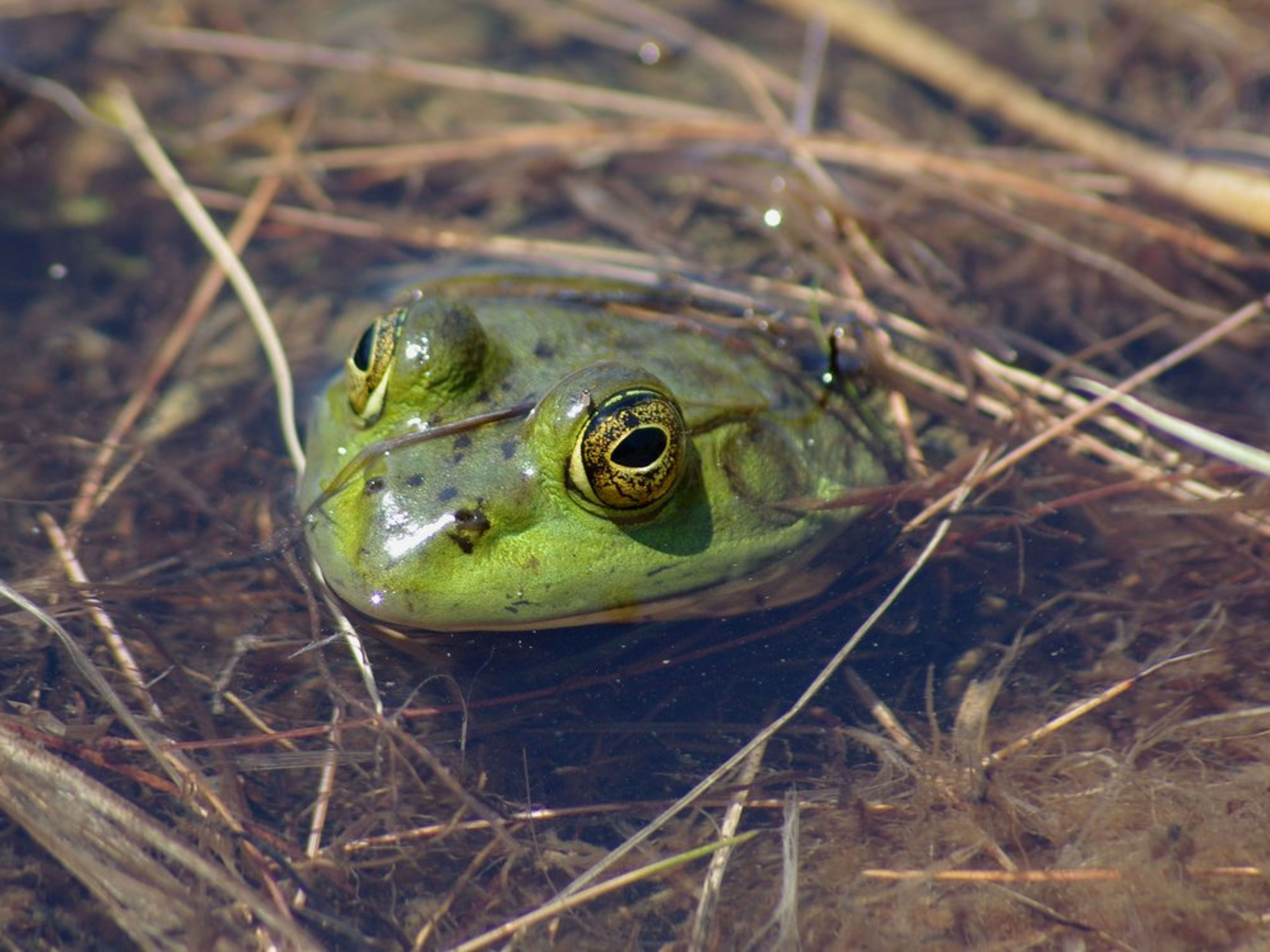 How to Kill or Get Rid of Frogs and Toads: 6 Simple Steps - Dengarden