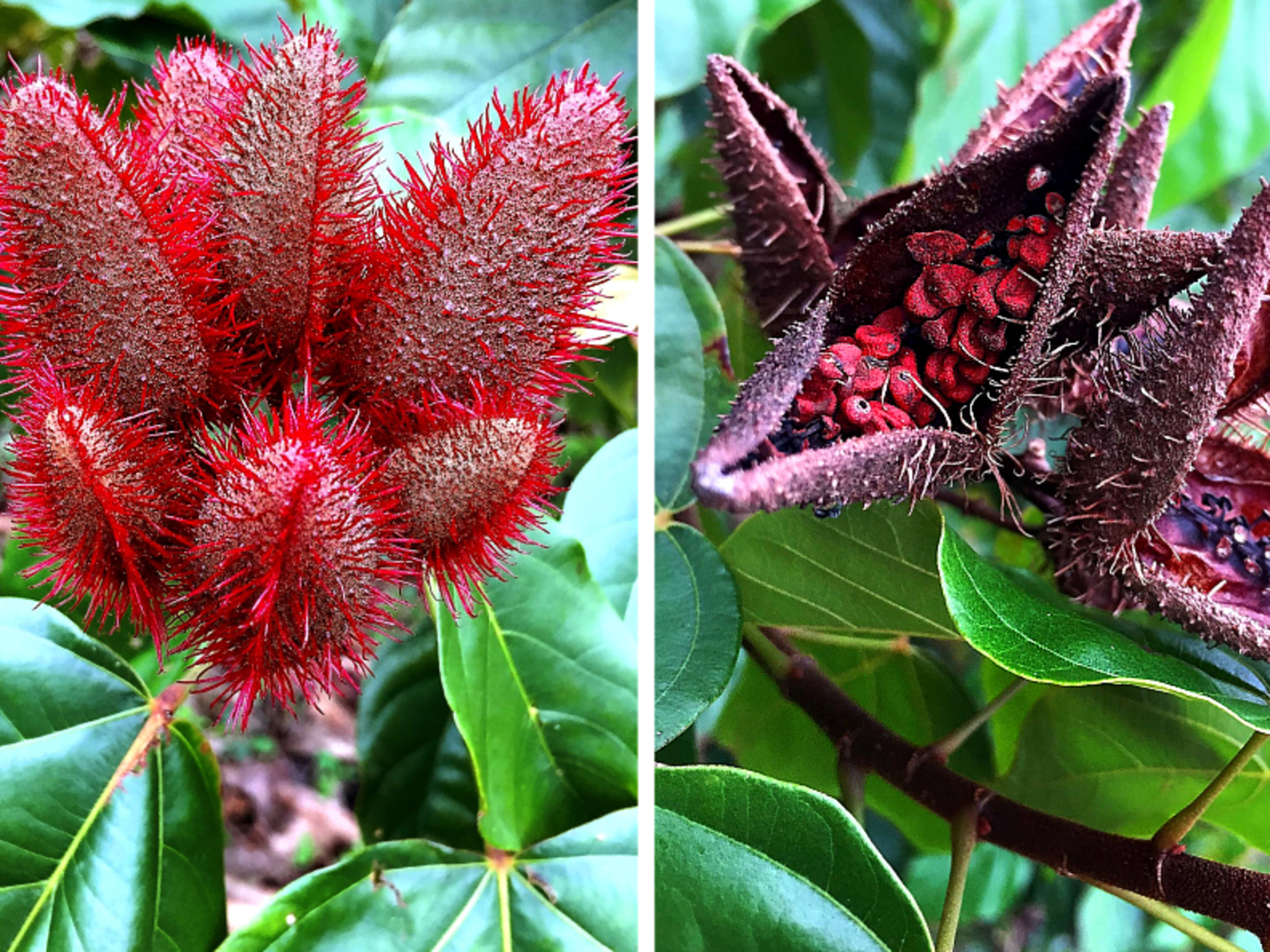 Strange, Freaky, Odd-Looking Tropical Plants and Flowers - Dengarden