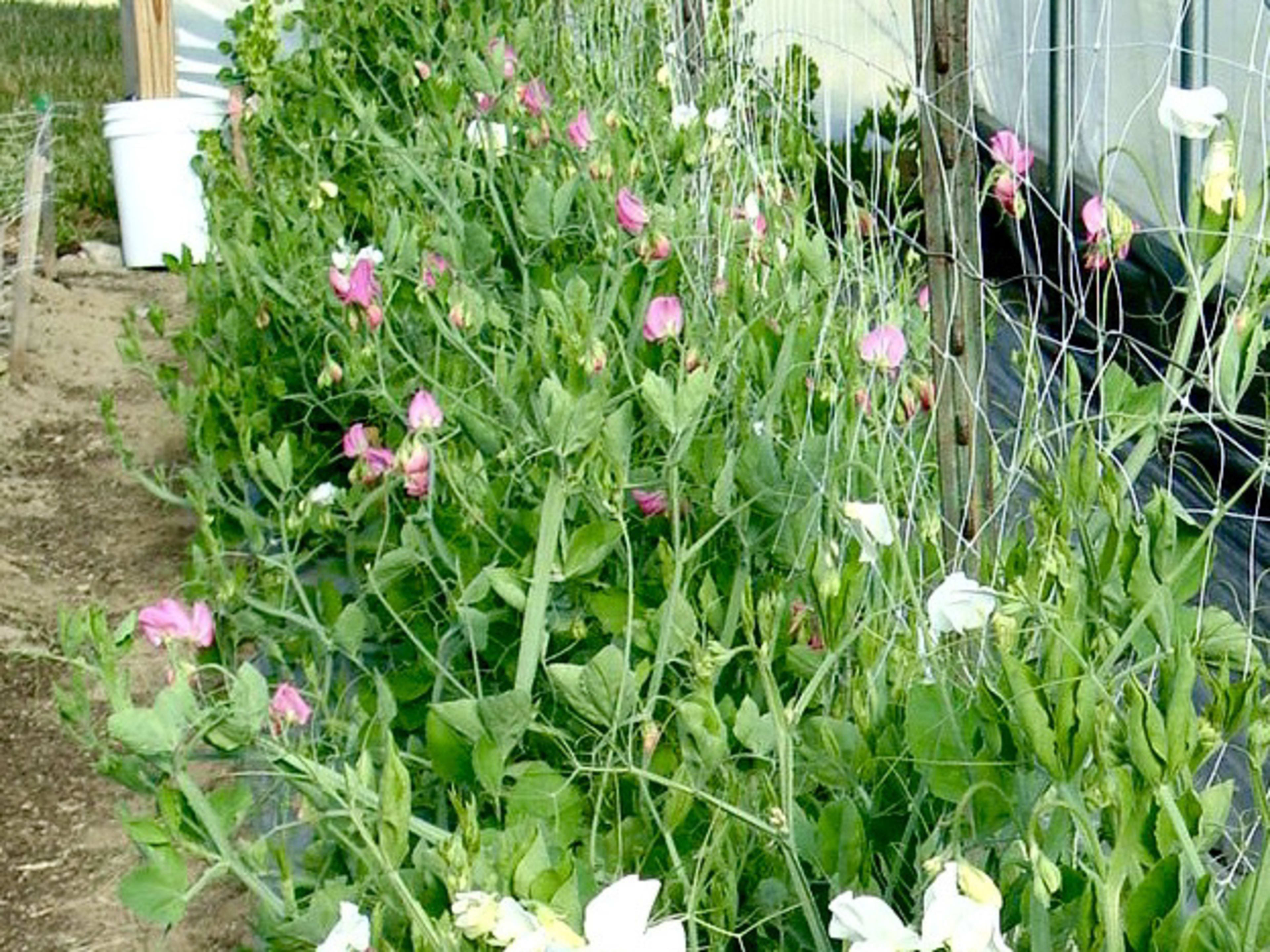 DIY Pea Trellis: How to Build a Simple Pea Trellis in Your Garden ...