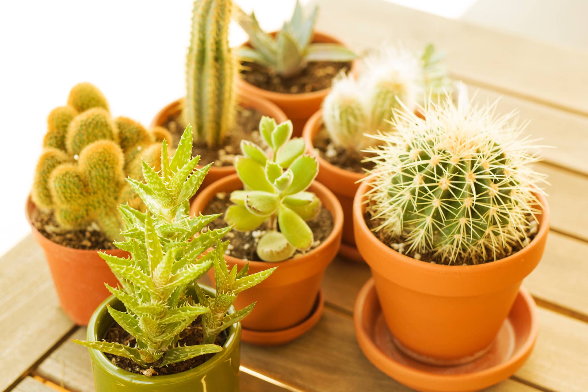 Xerophytic Adaptations Characteristics Of Xerophytes & Their