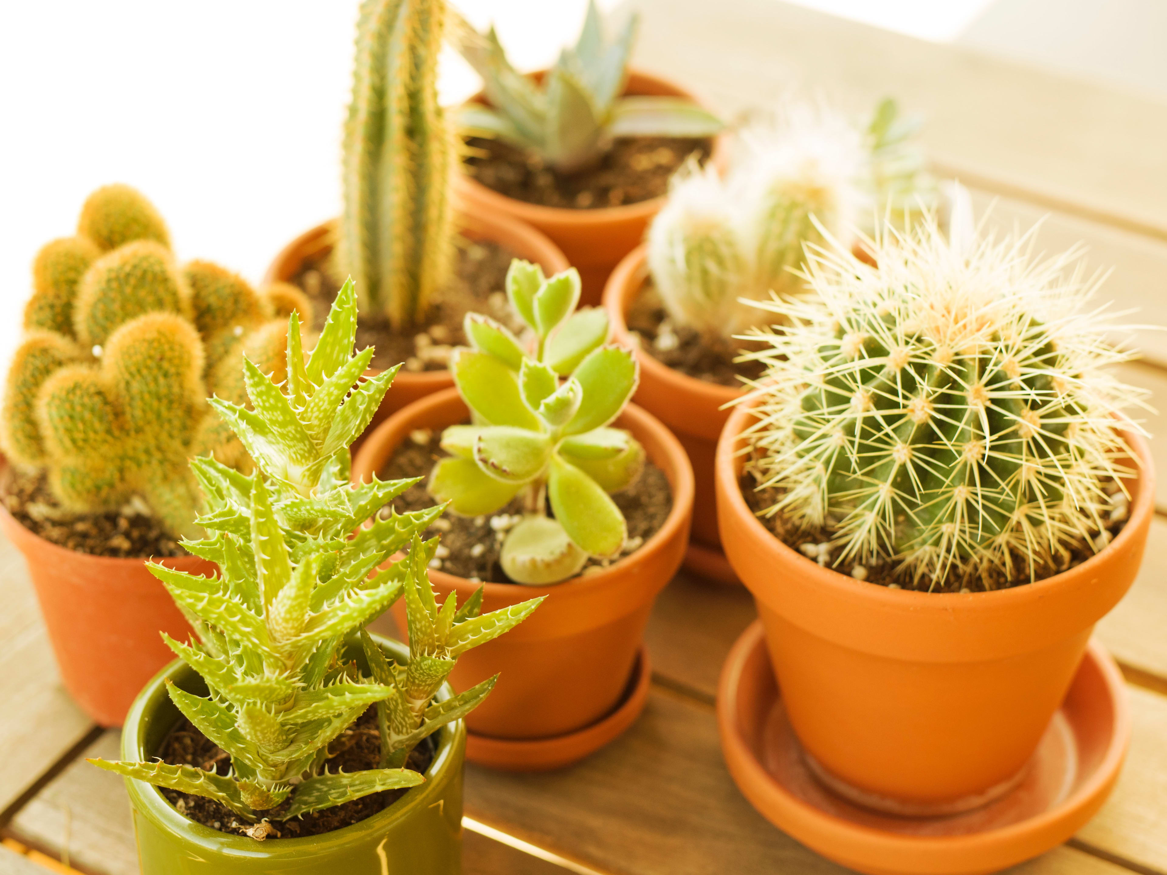 The Hidden Beauty of Xerophytes - Dengarden