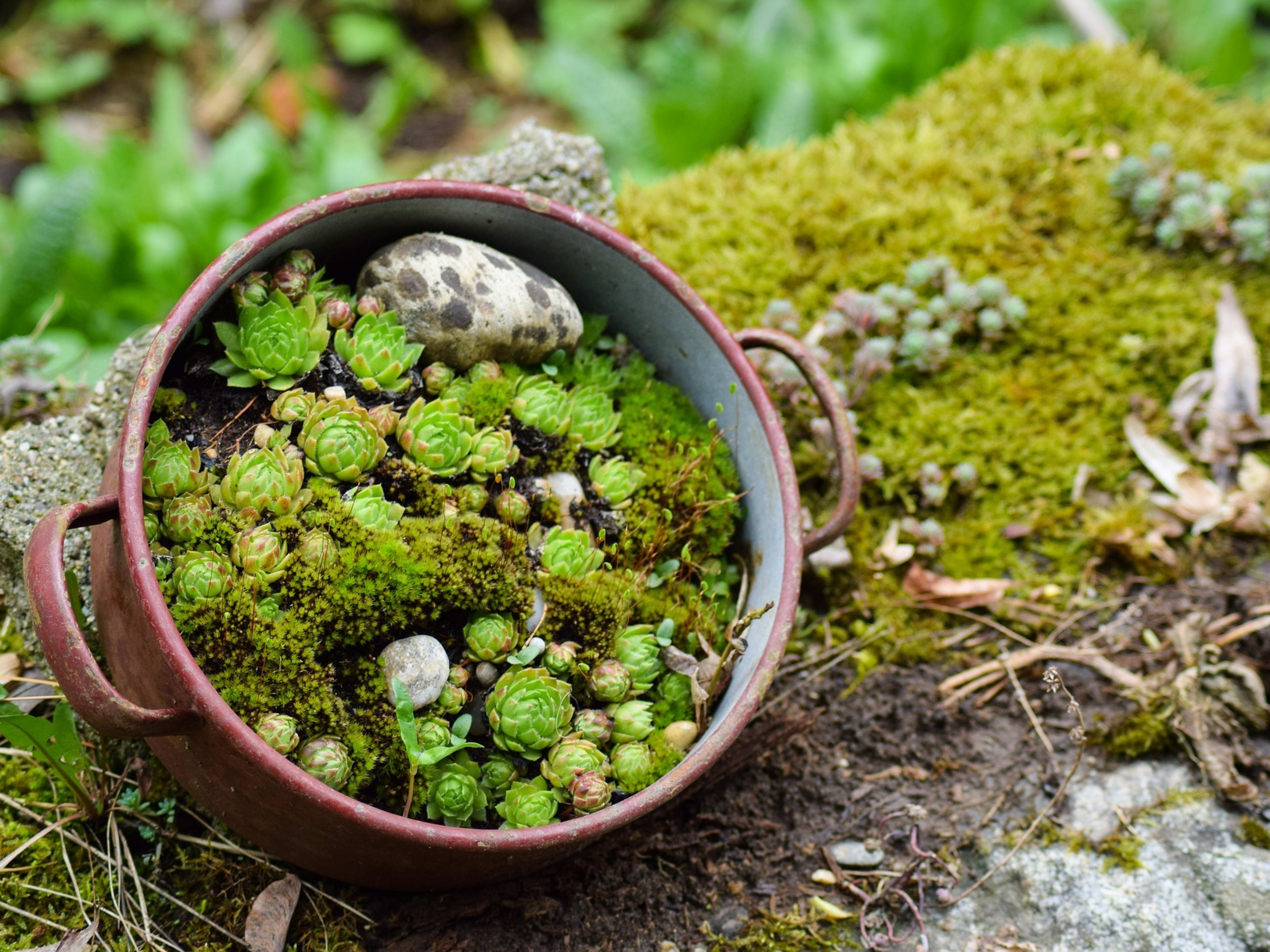 Rock Garden With Container Plants Small Rock Garden In A Planting Bowl