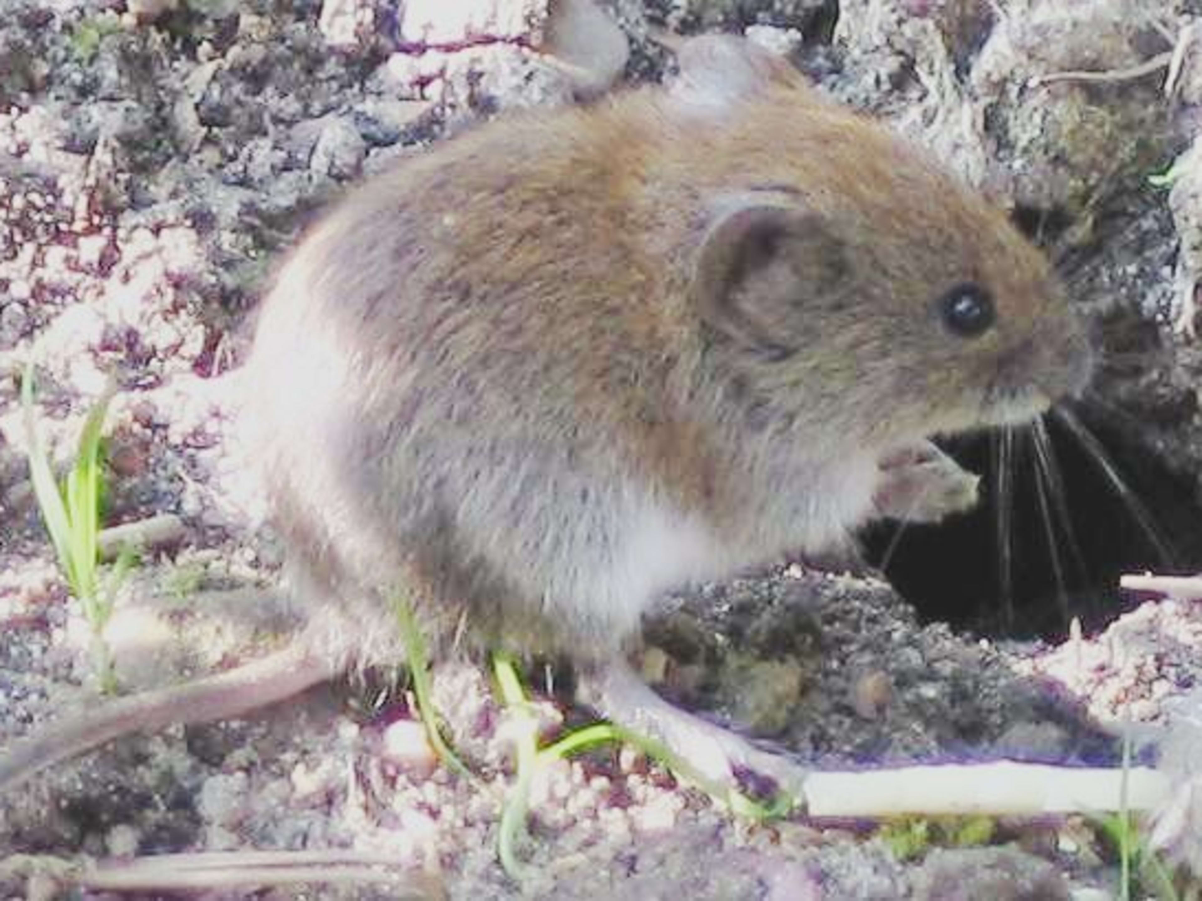 How to Get Rid of Moles and Voles in Your Yard - Dengarden