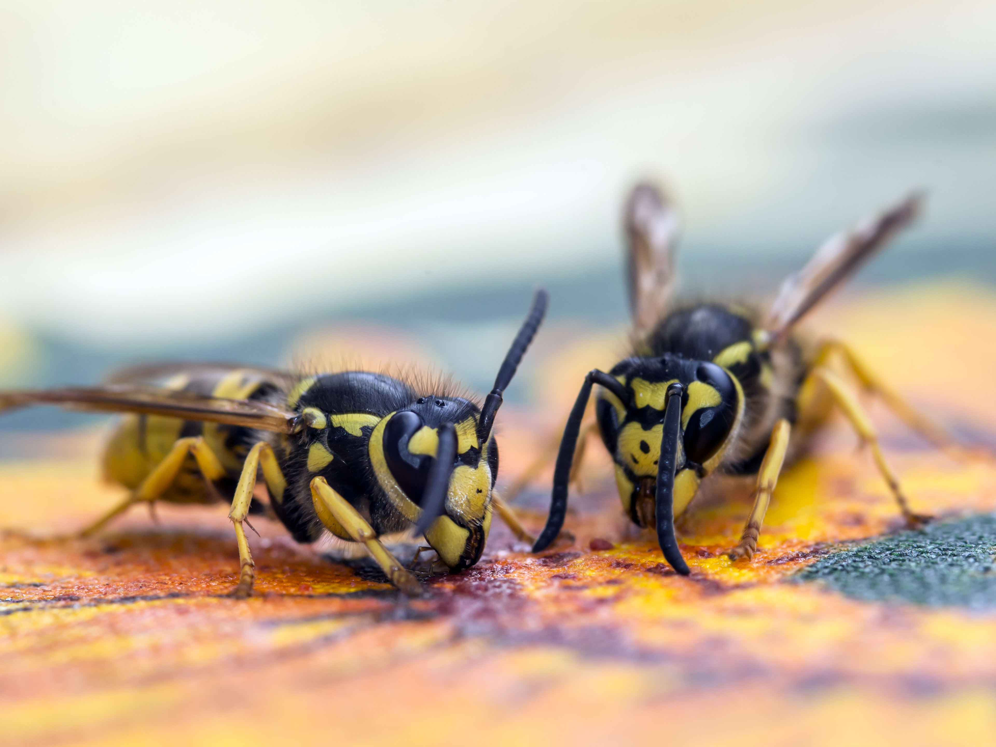 How to Turn a Two-Liter Pop Bottle Into Your Own Killer Wasp and Hornet ...