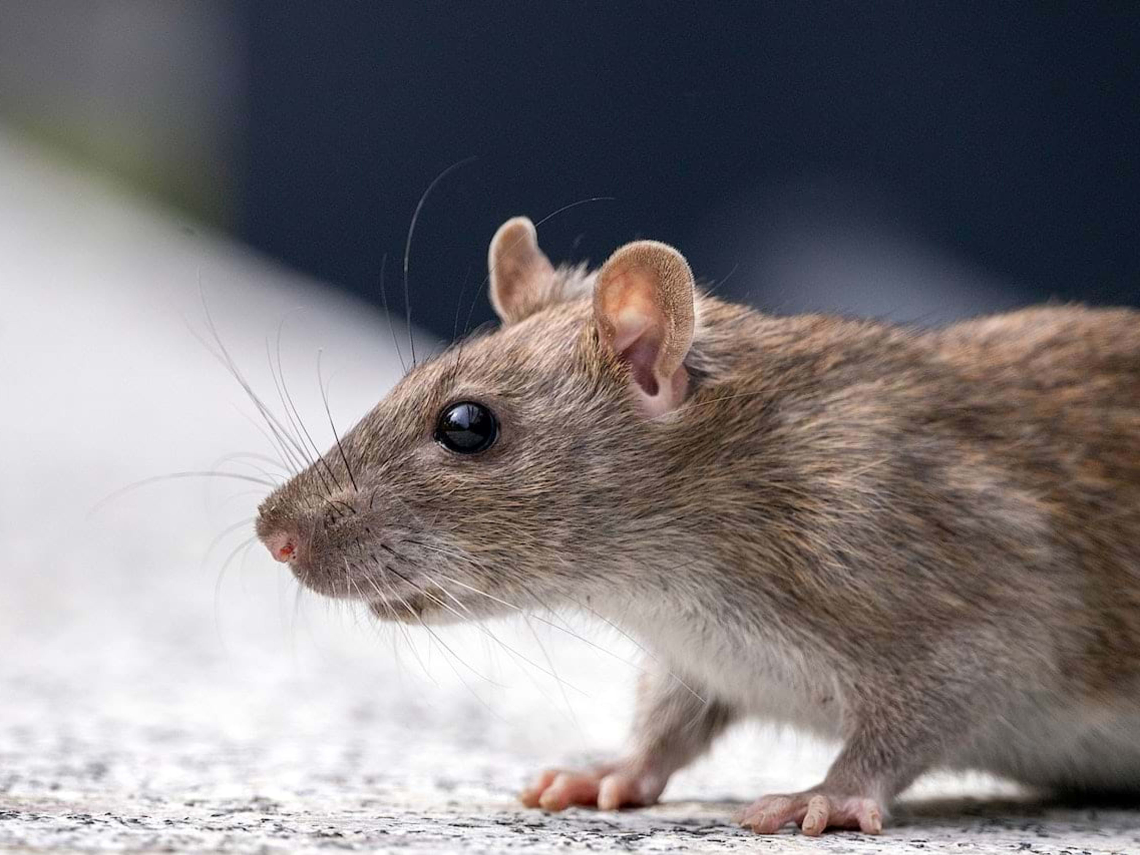 How to Humanely Prevent and Eliminate Rats in Your Home - Dengarden