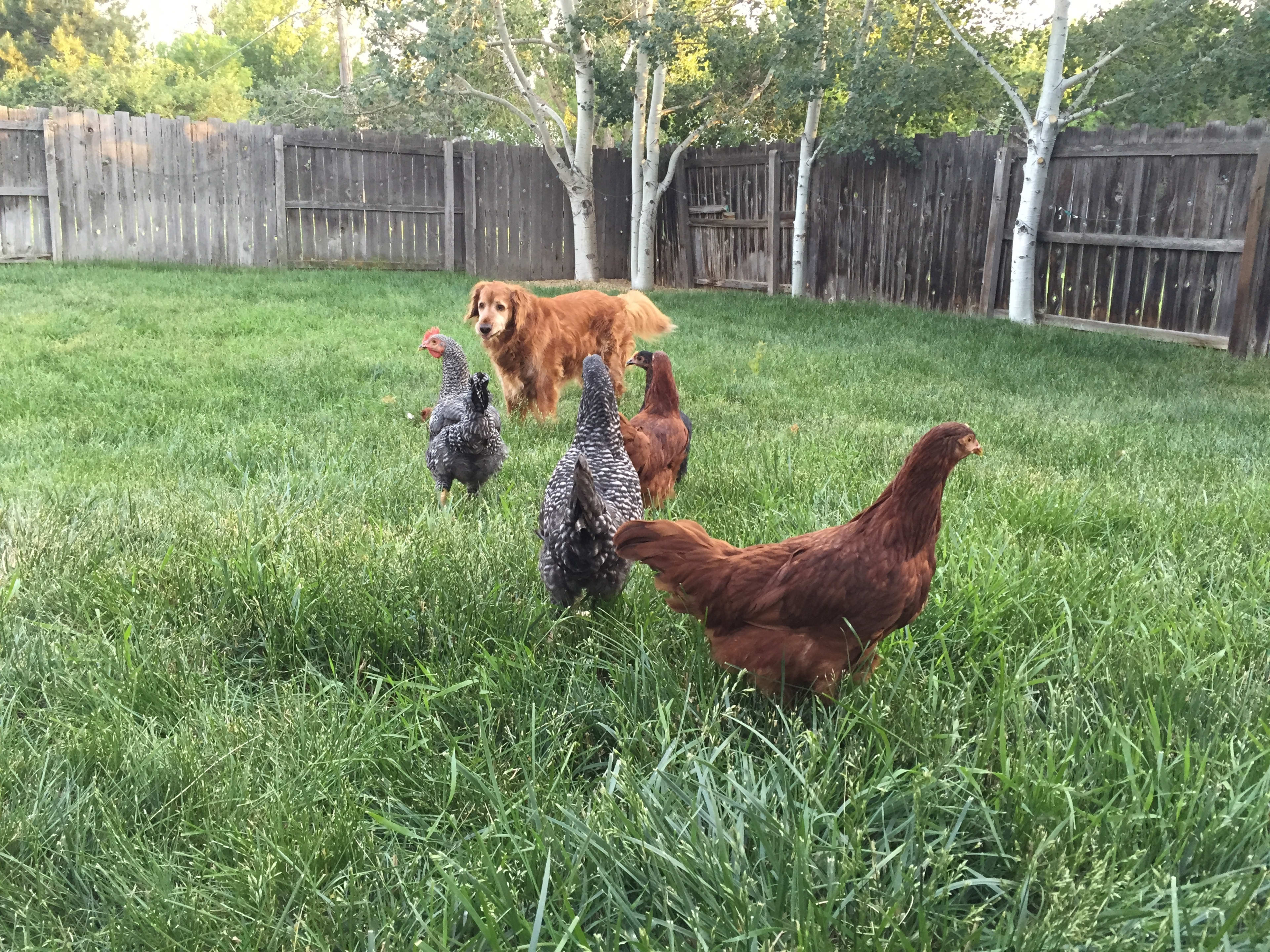 Soaring Egg Prices? 5 Reasons Why Backyard Chickens May Be the Answer ...