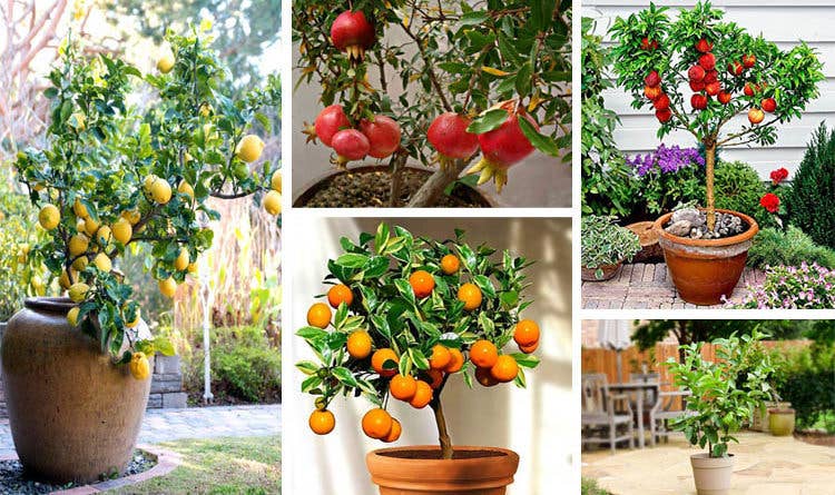Planting Fruit Trees In Containers The Best Fruits To Grow In