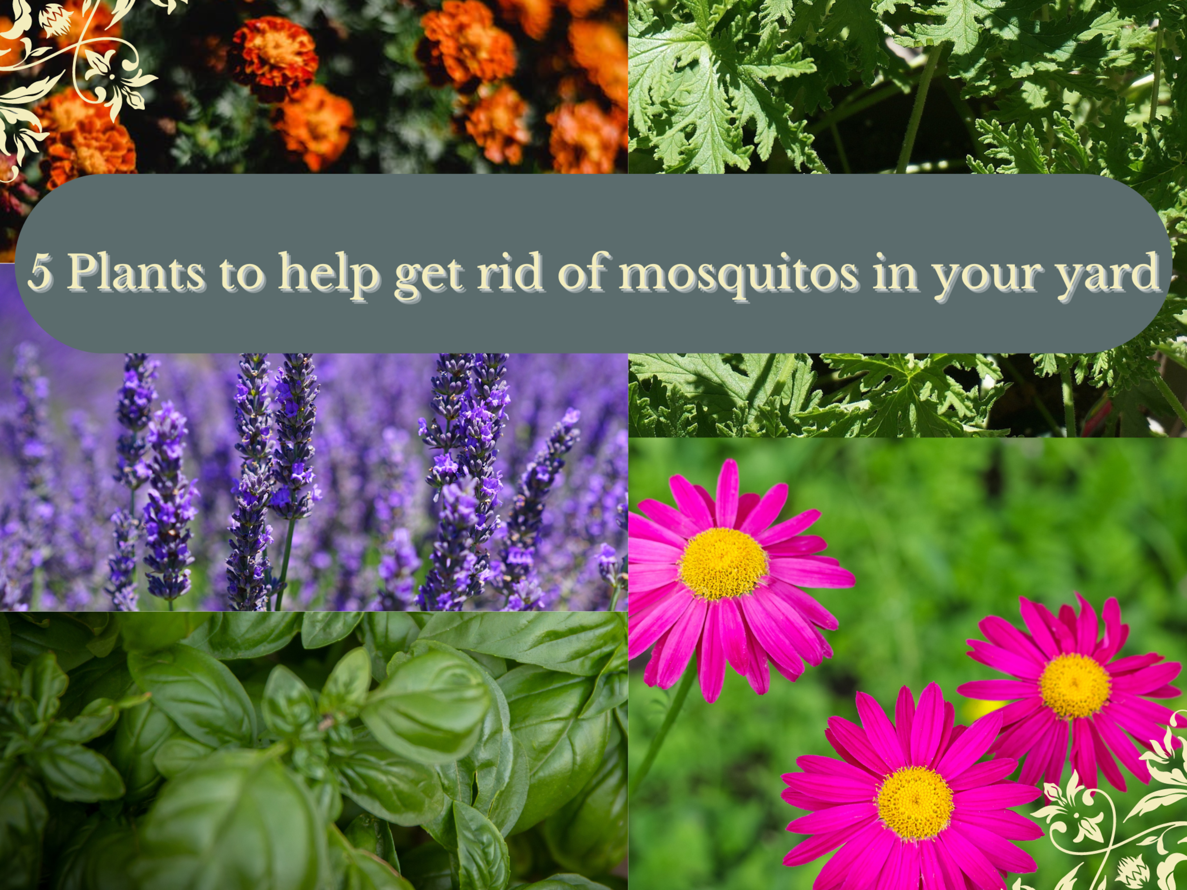 5 Plants That Repel Mosquitoes