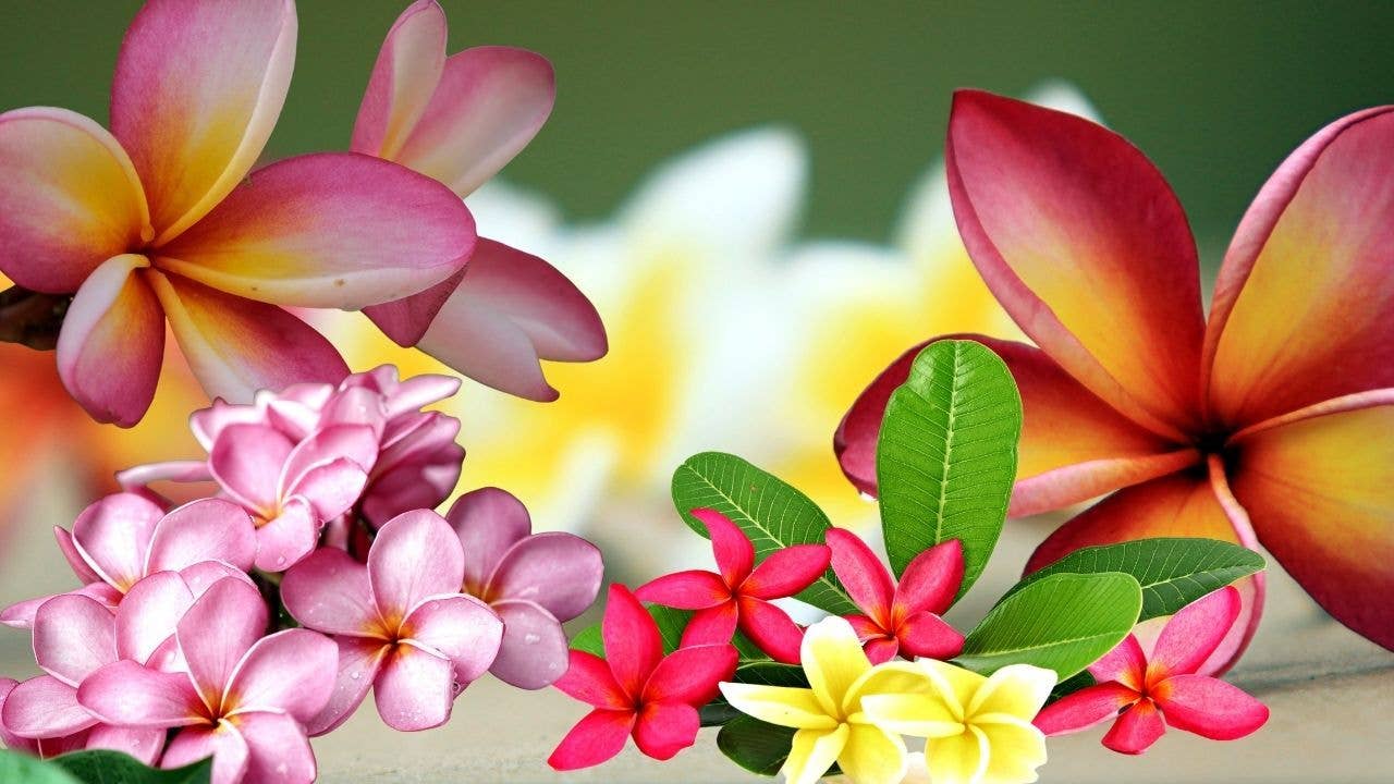 Plumeria Seed Pods Grow