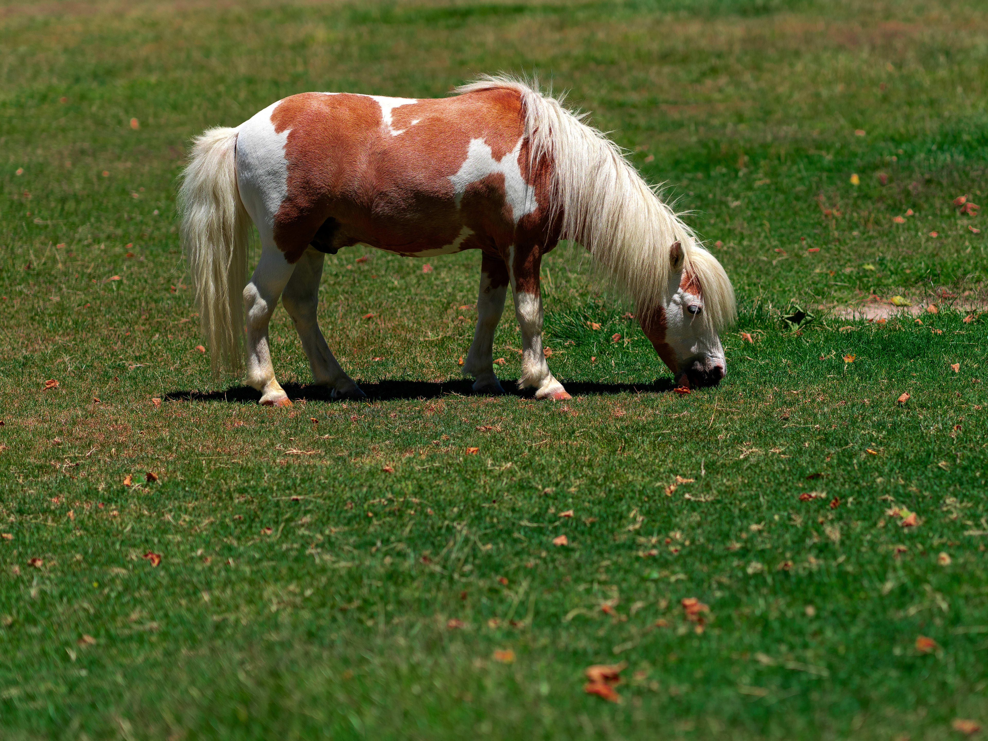 Miniature Farm Animals: A Guide to Miniature or Small Livestock