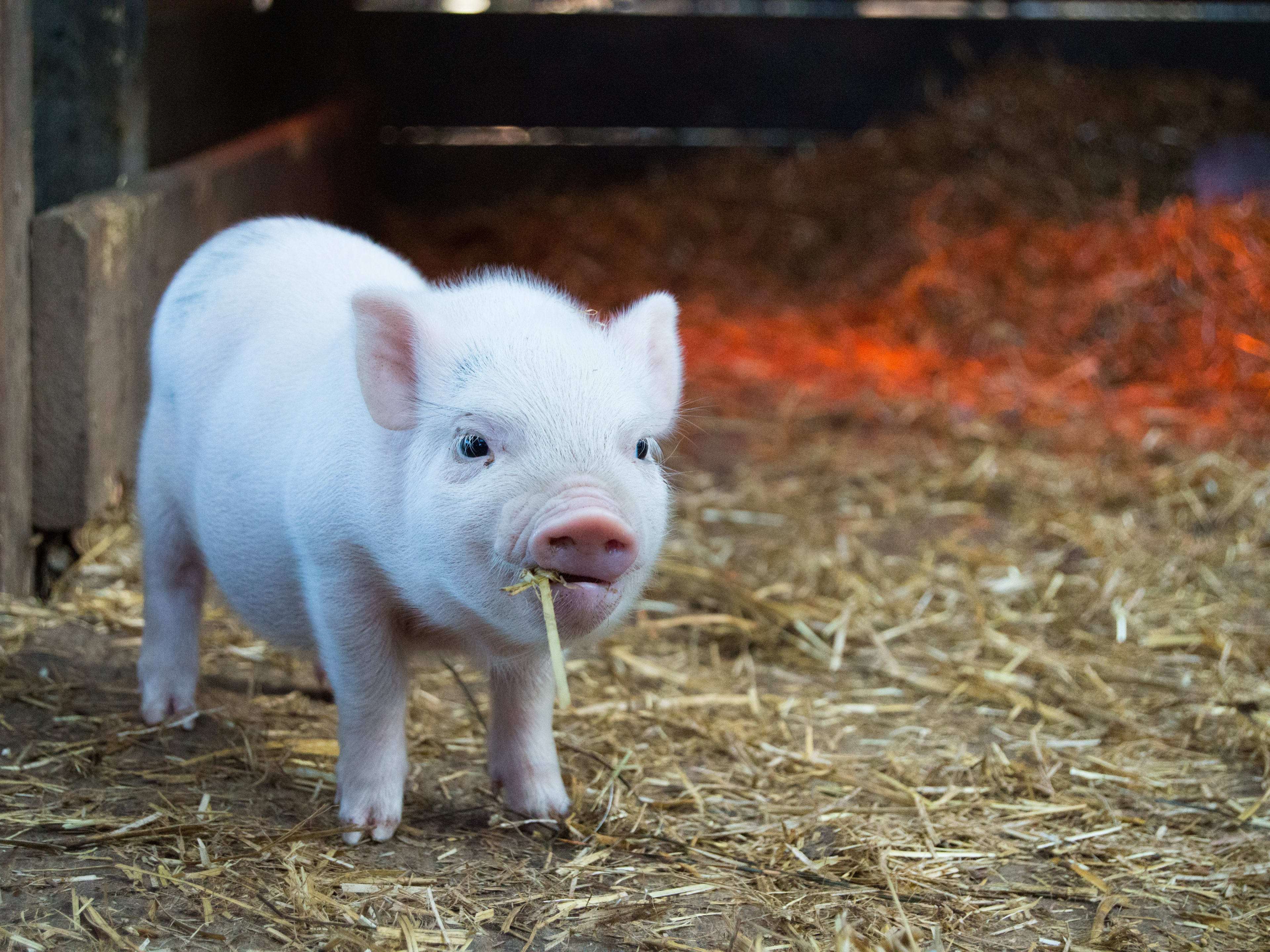 How to Build a Pigpen: Essential Elements of Hog Pens - Dengarden