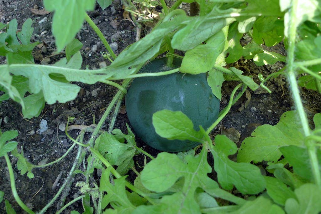Young Watermelon Plant