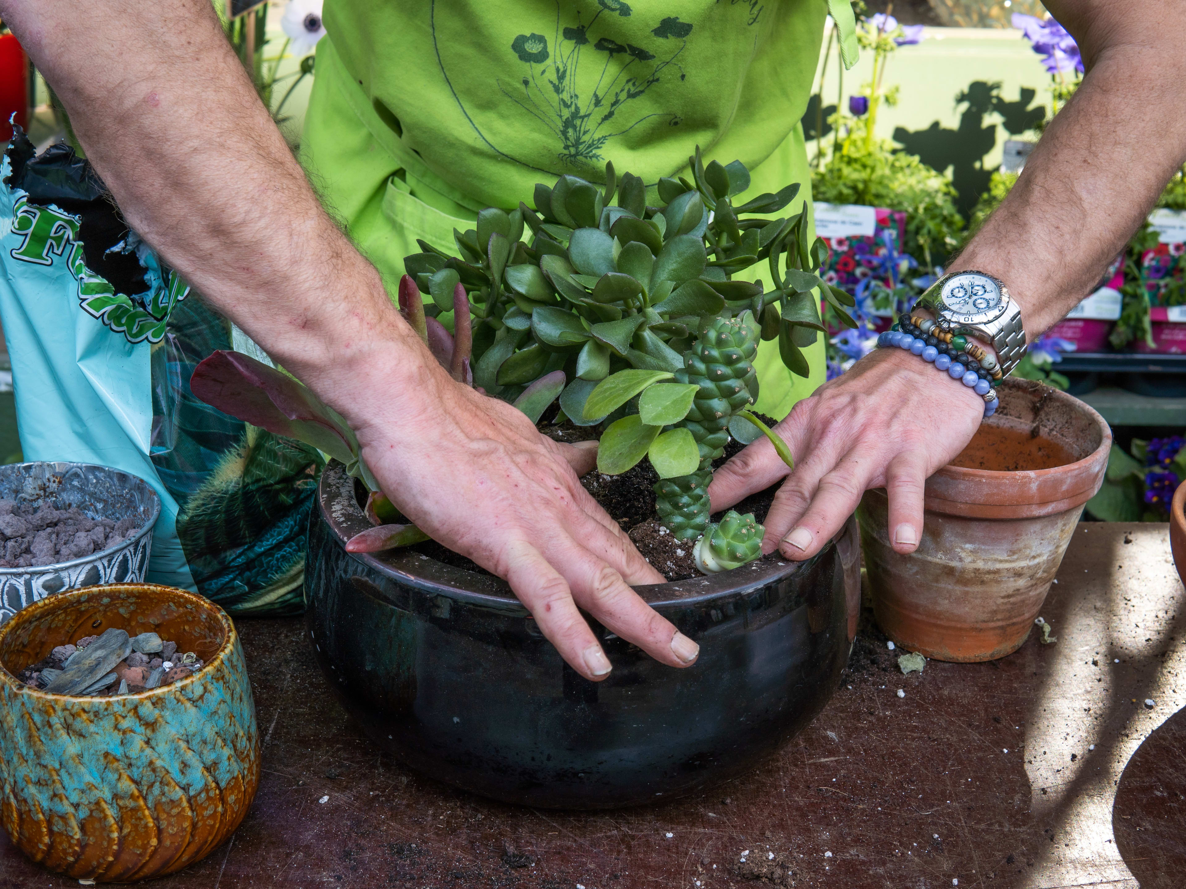 Plant Swap Prep: Putting Your Best Root Forward