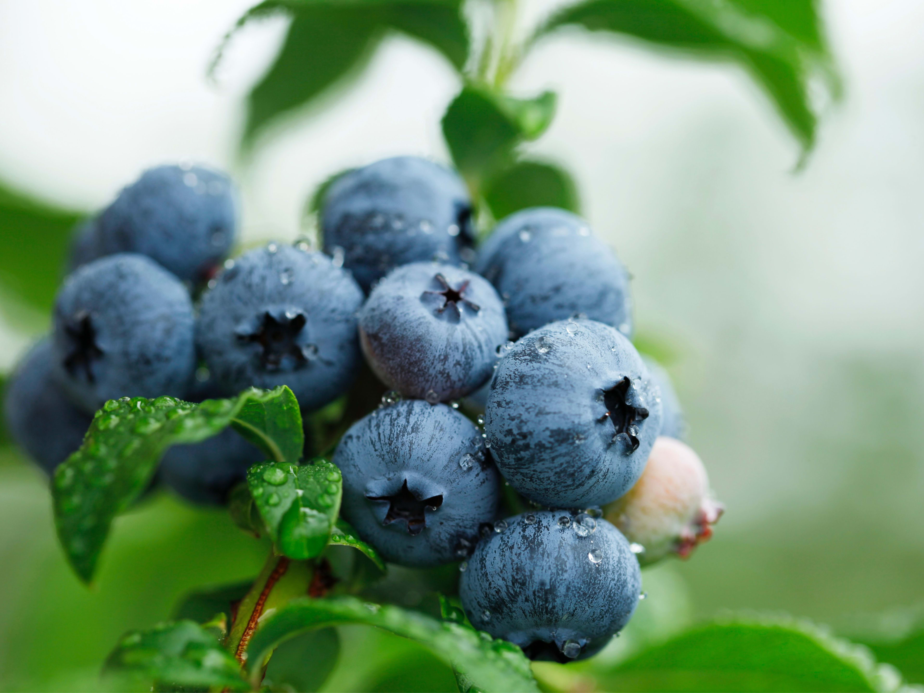 How to Grow Blueberries - Dengarden