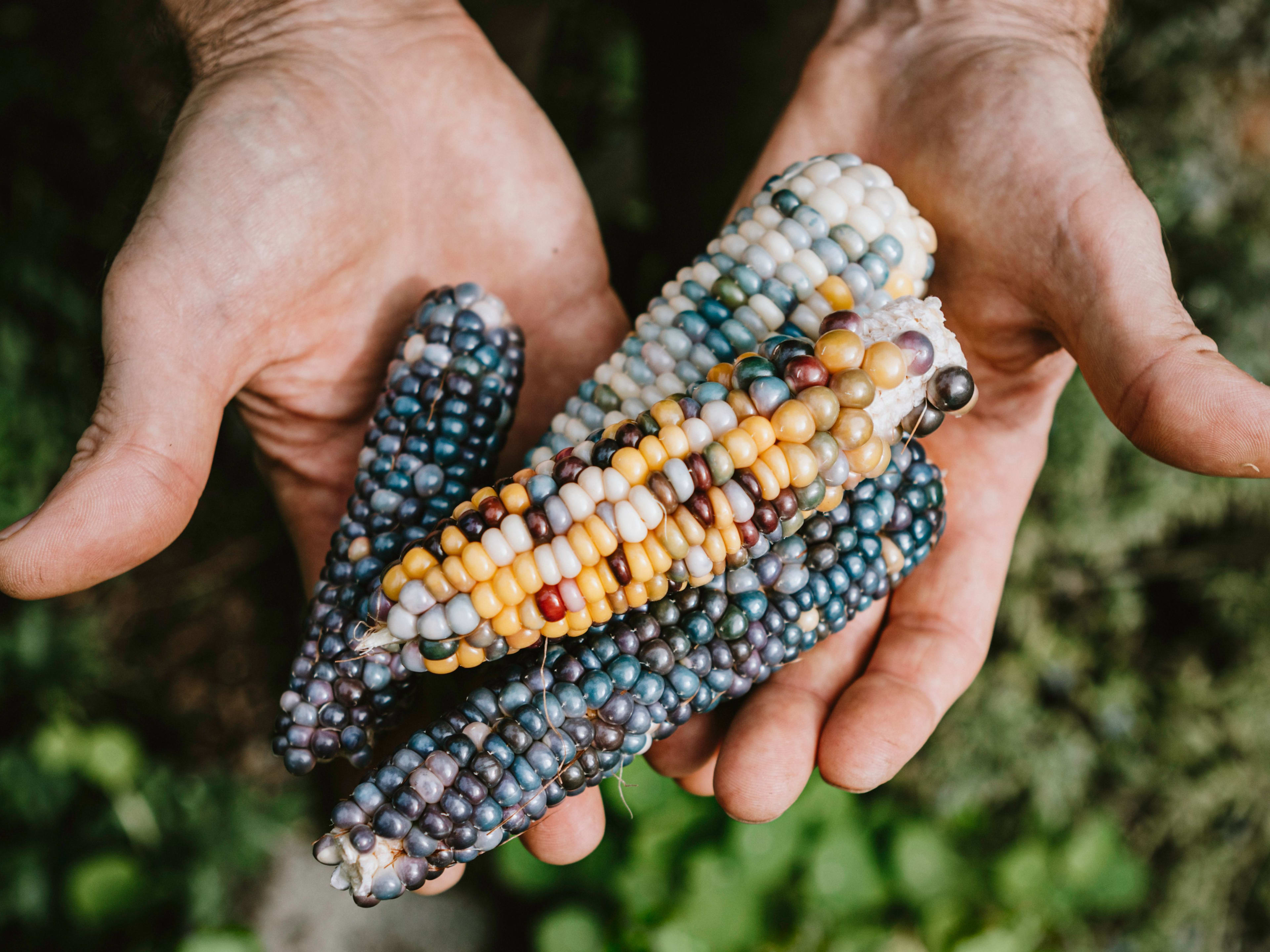 Glass Gem Corn: The Star of the Heirloom Seed Varieties