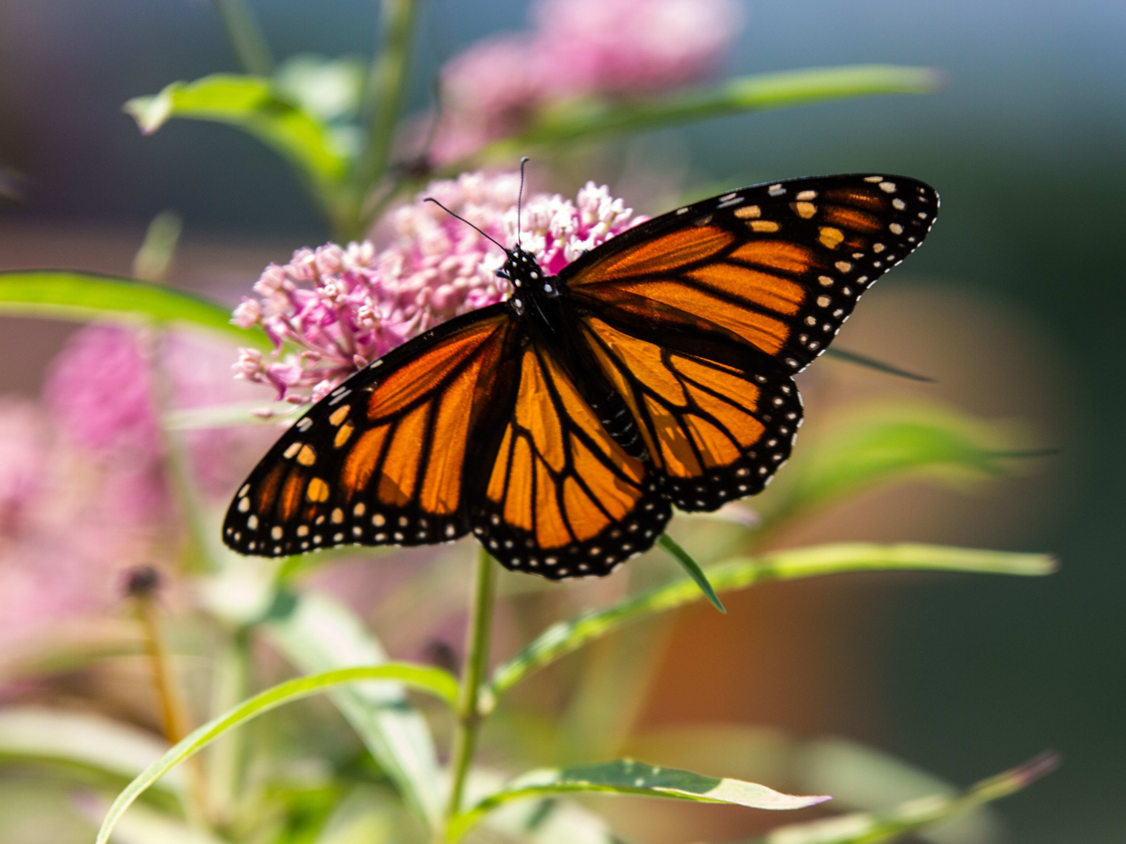 Grow Milkweed to Attract Monarch Butterflies to Your Garden
