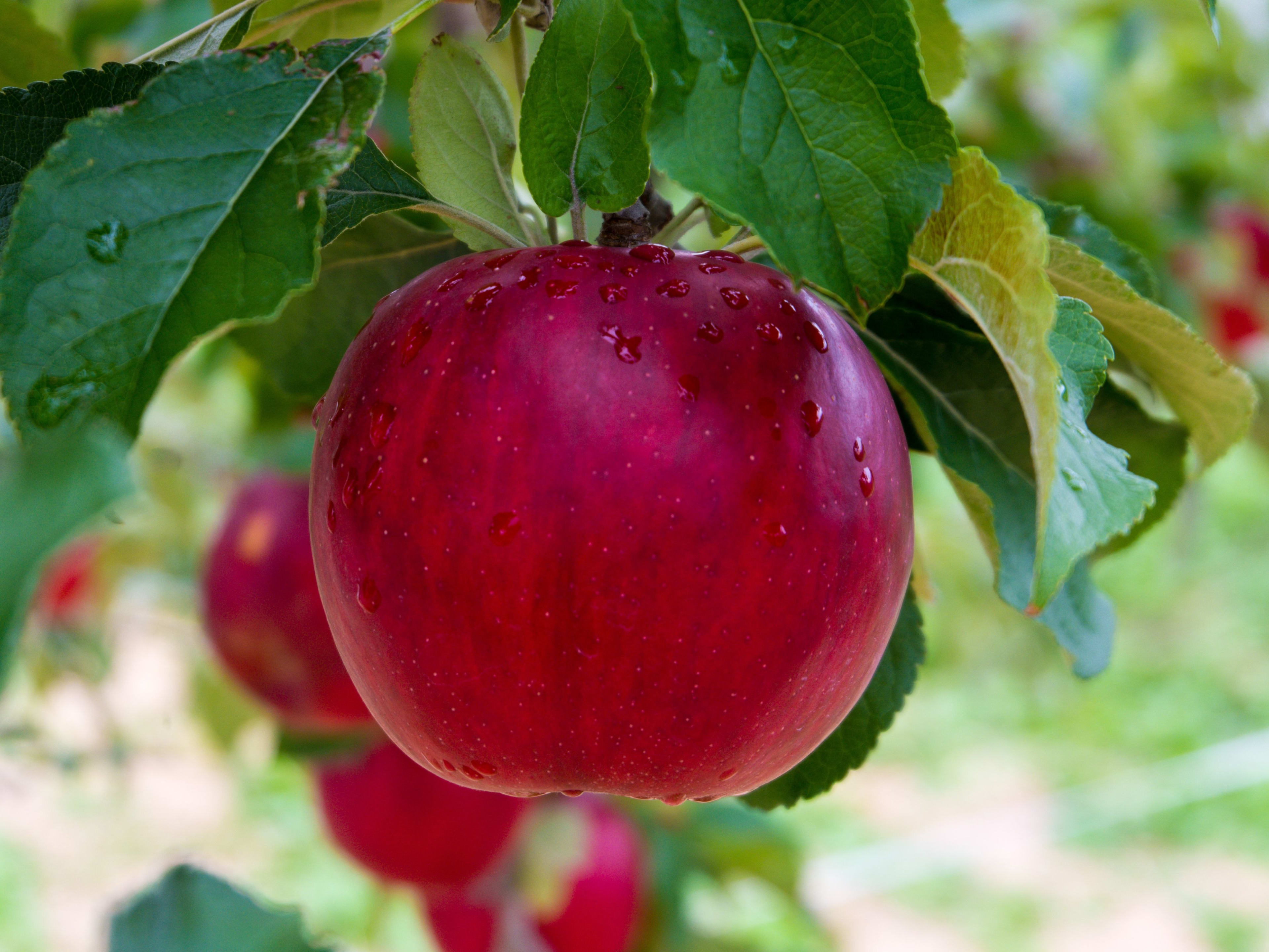 How to Grow a Dwarf Apple Tree - Dengarden