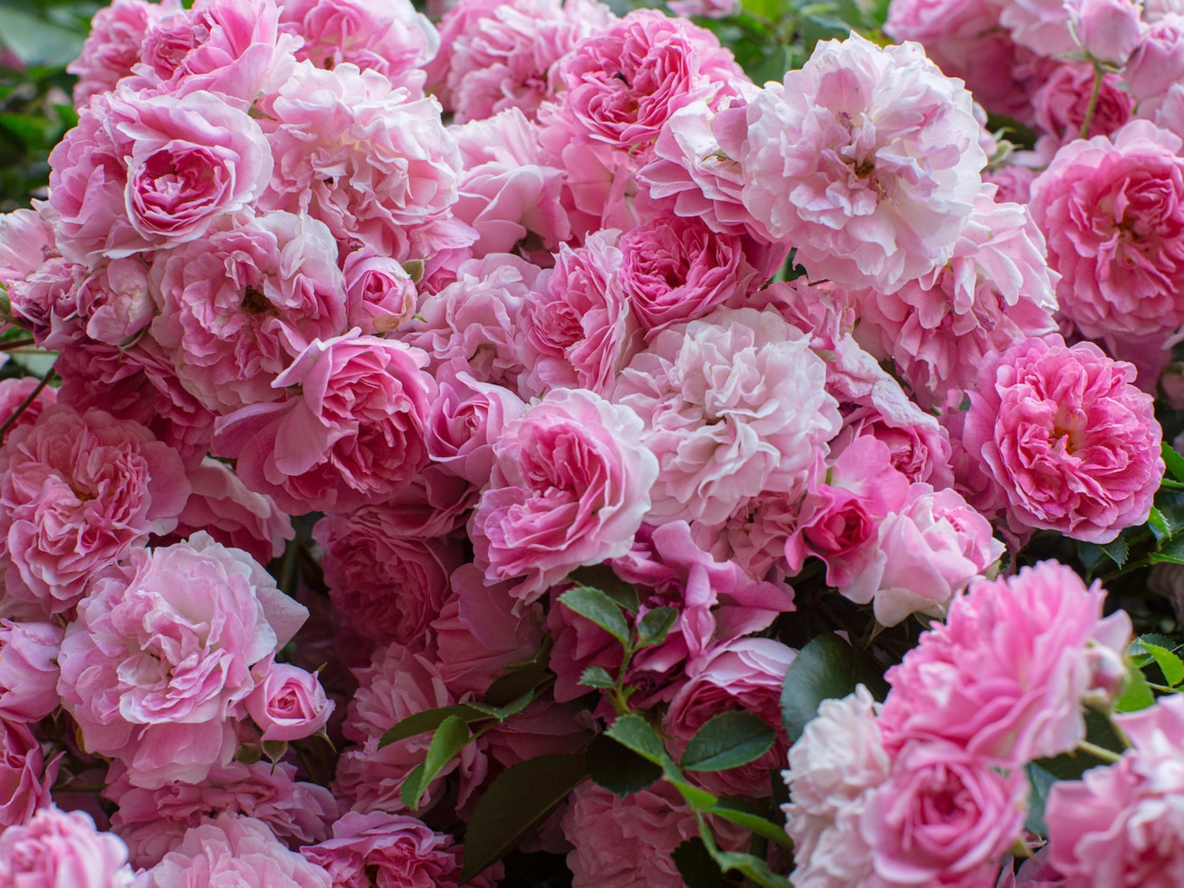 How to Care for Carnations - Dengarden