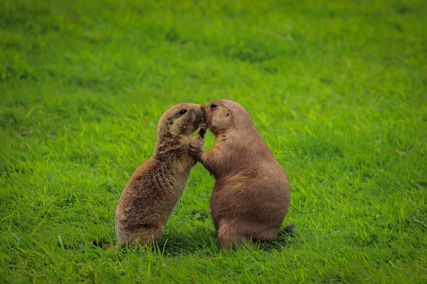 12 Effective Ways to Kill or Get Rid of Groundhogs for Good