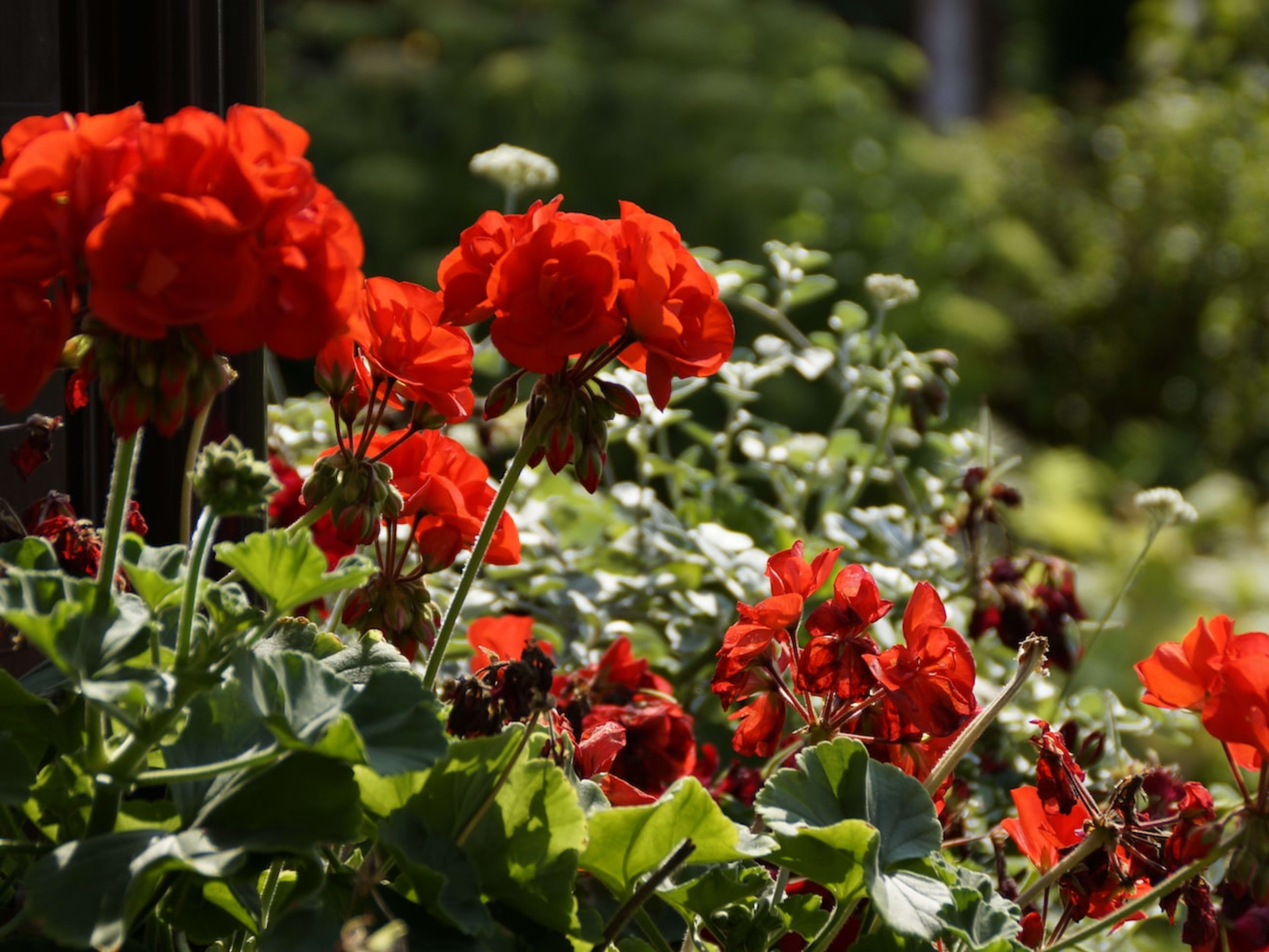 How to Grow a Geranium Plant From a Cutting - Dengarden