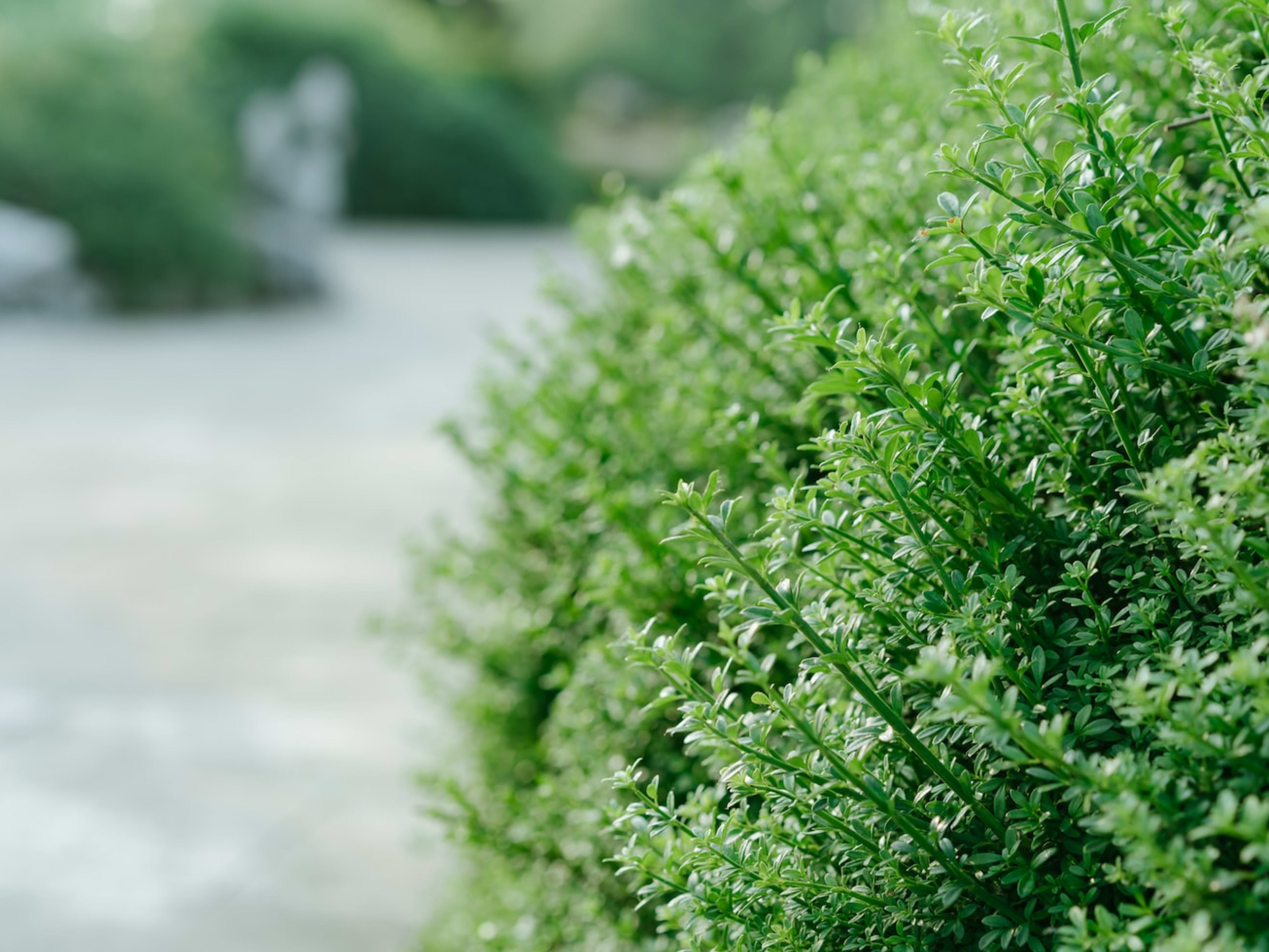 How to Remove a Shrub or Bush From Your Yard - Dengarden