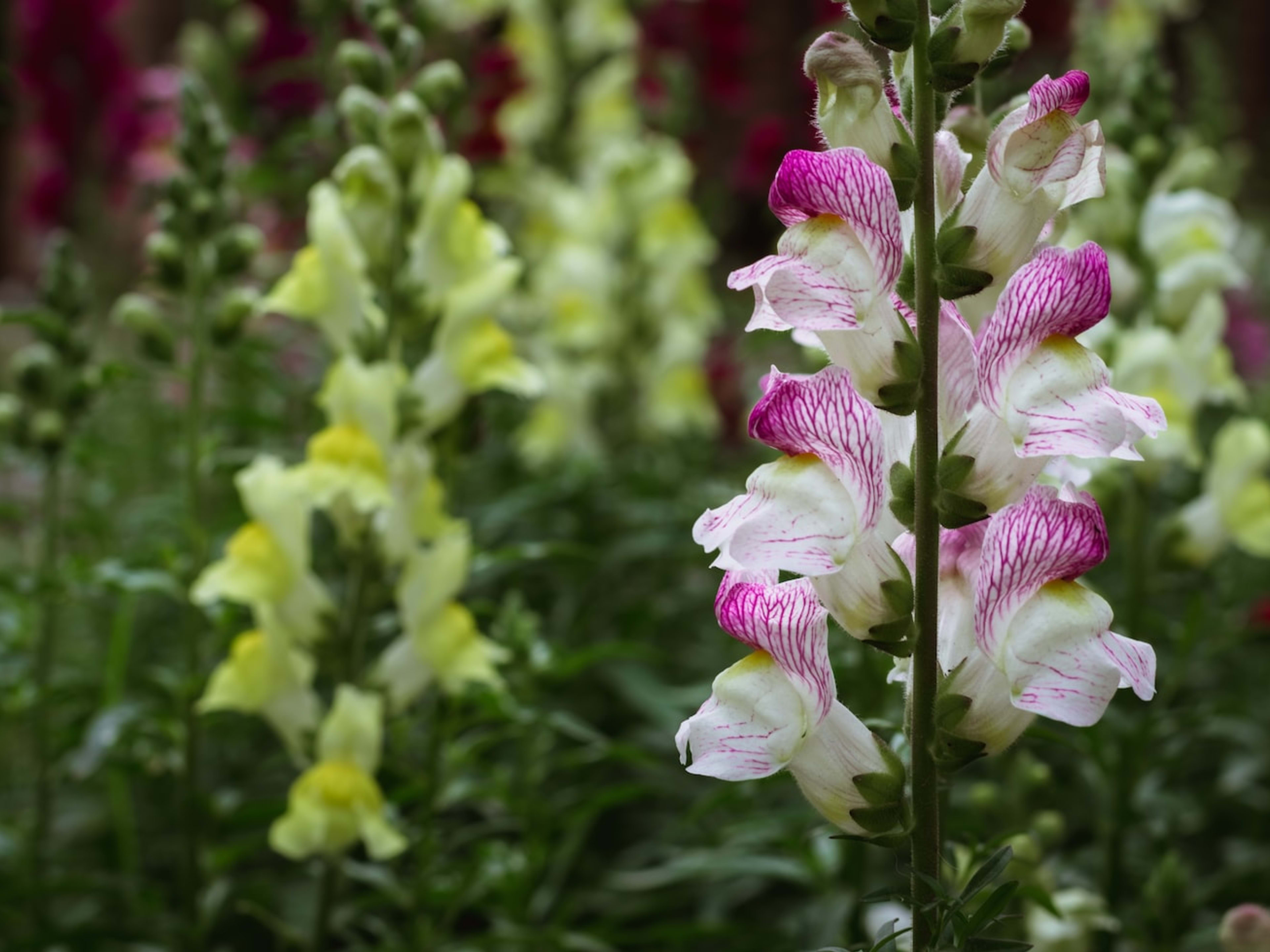 Why Do Snapdragons Come Back Each Year in Different Colors?