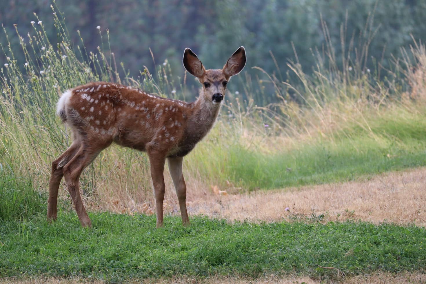 How to Keep Animals Out of Your Vegetable Garden - Dengarden