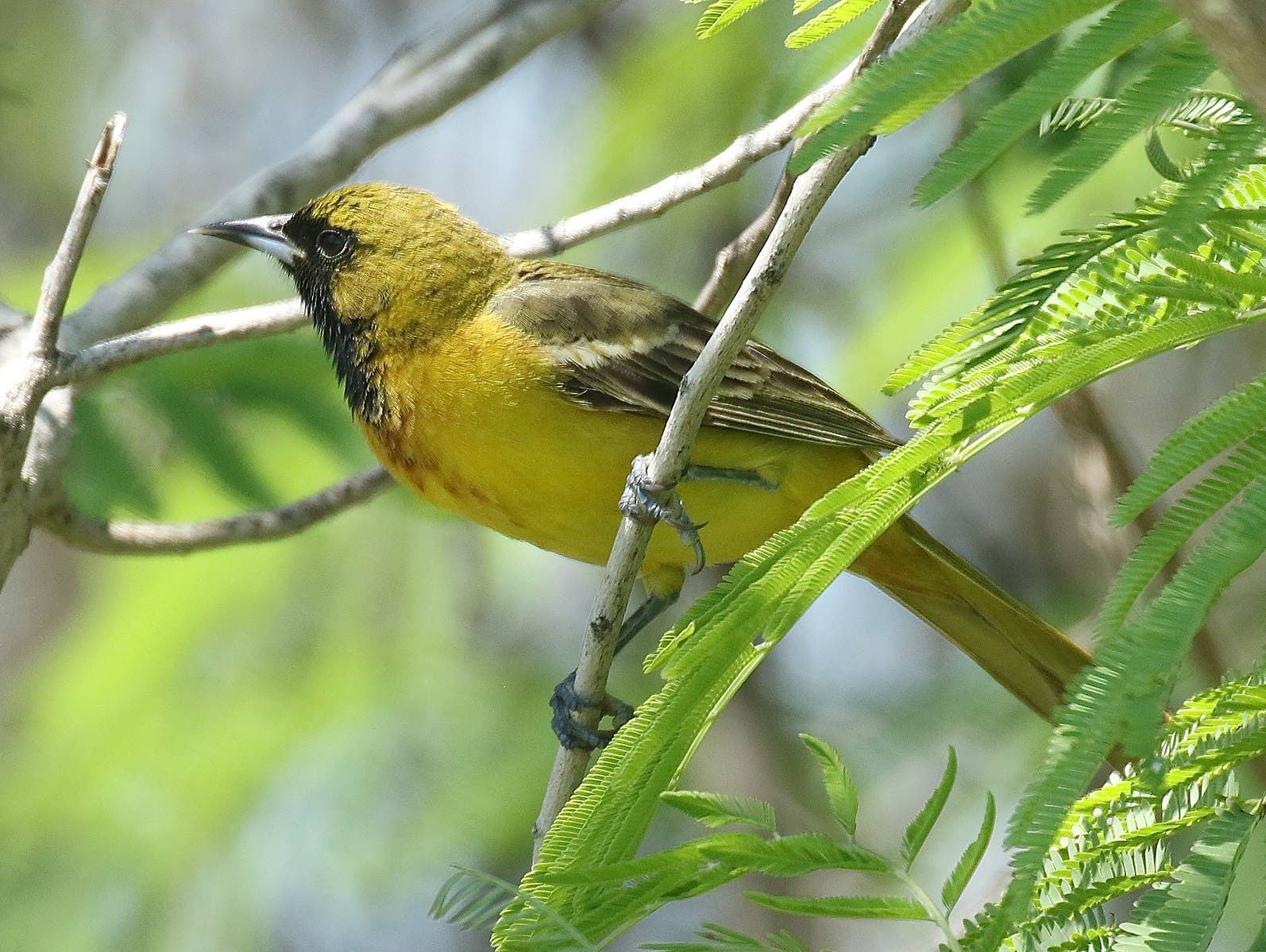 Attract the Hooded Oriole to Your West Coast Yard or Garden - Dengarden