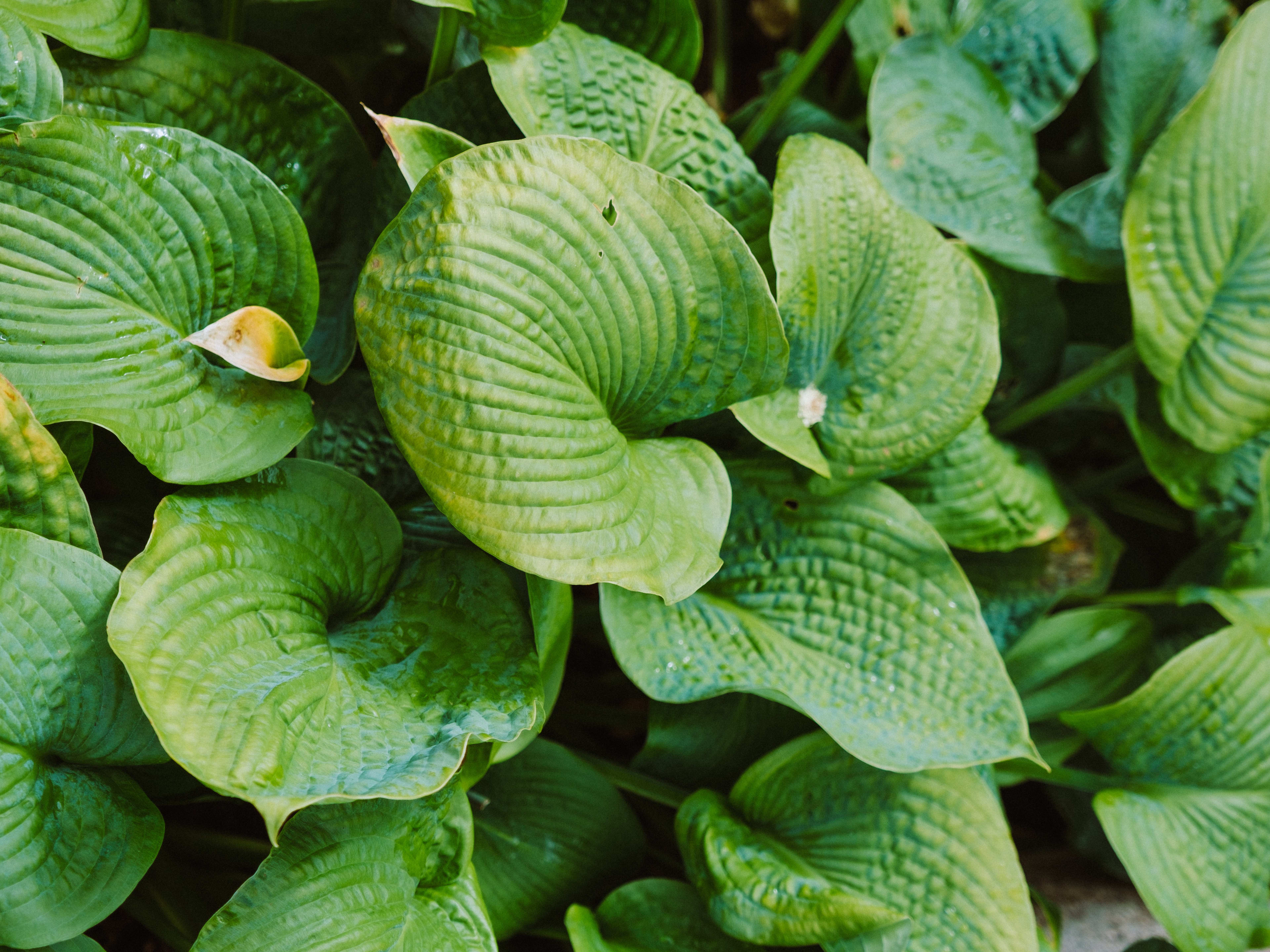 How to Divide Hostas