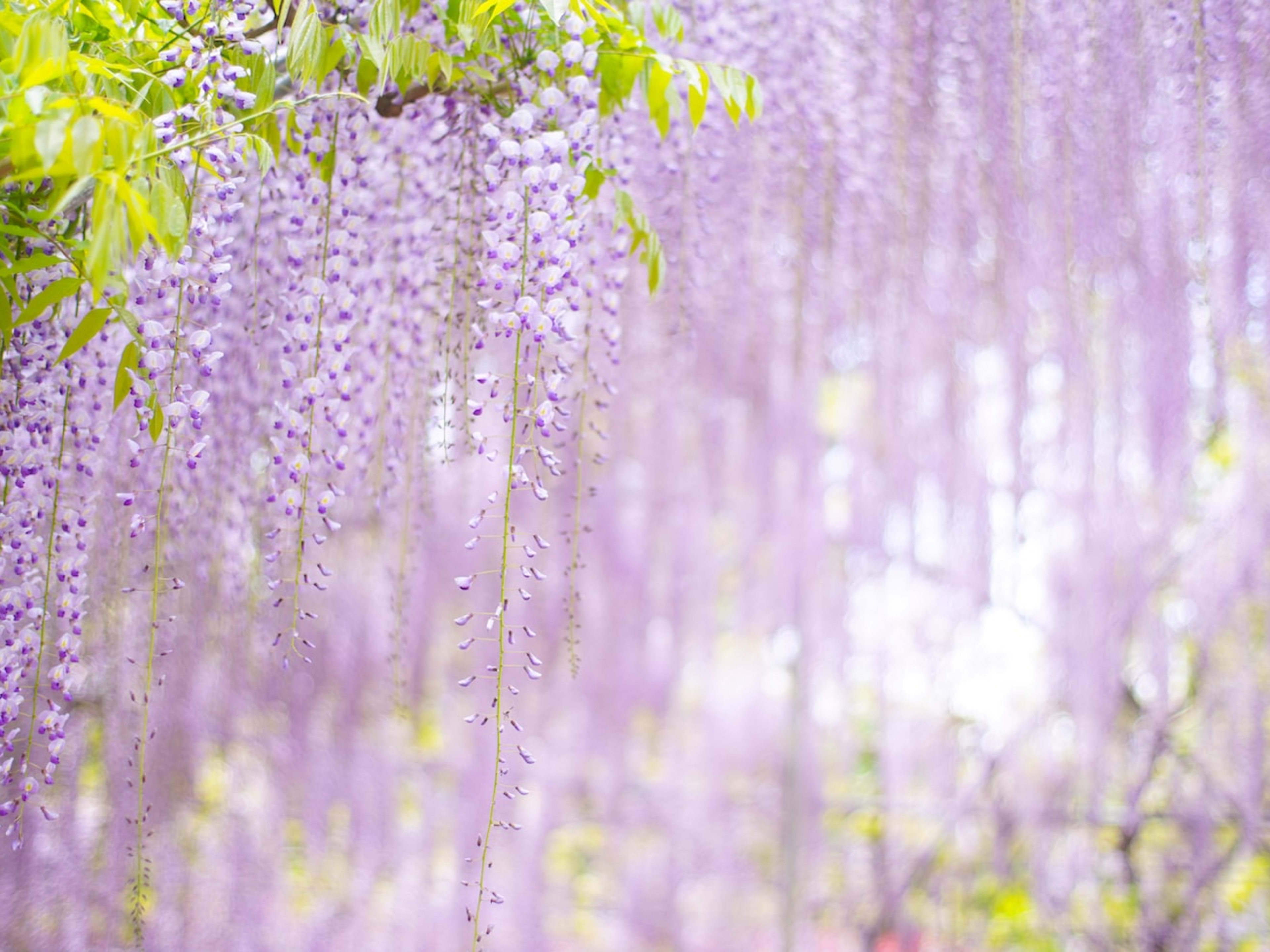 Wisteria Vine: Types, Care, and Propagation - Dengarden