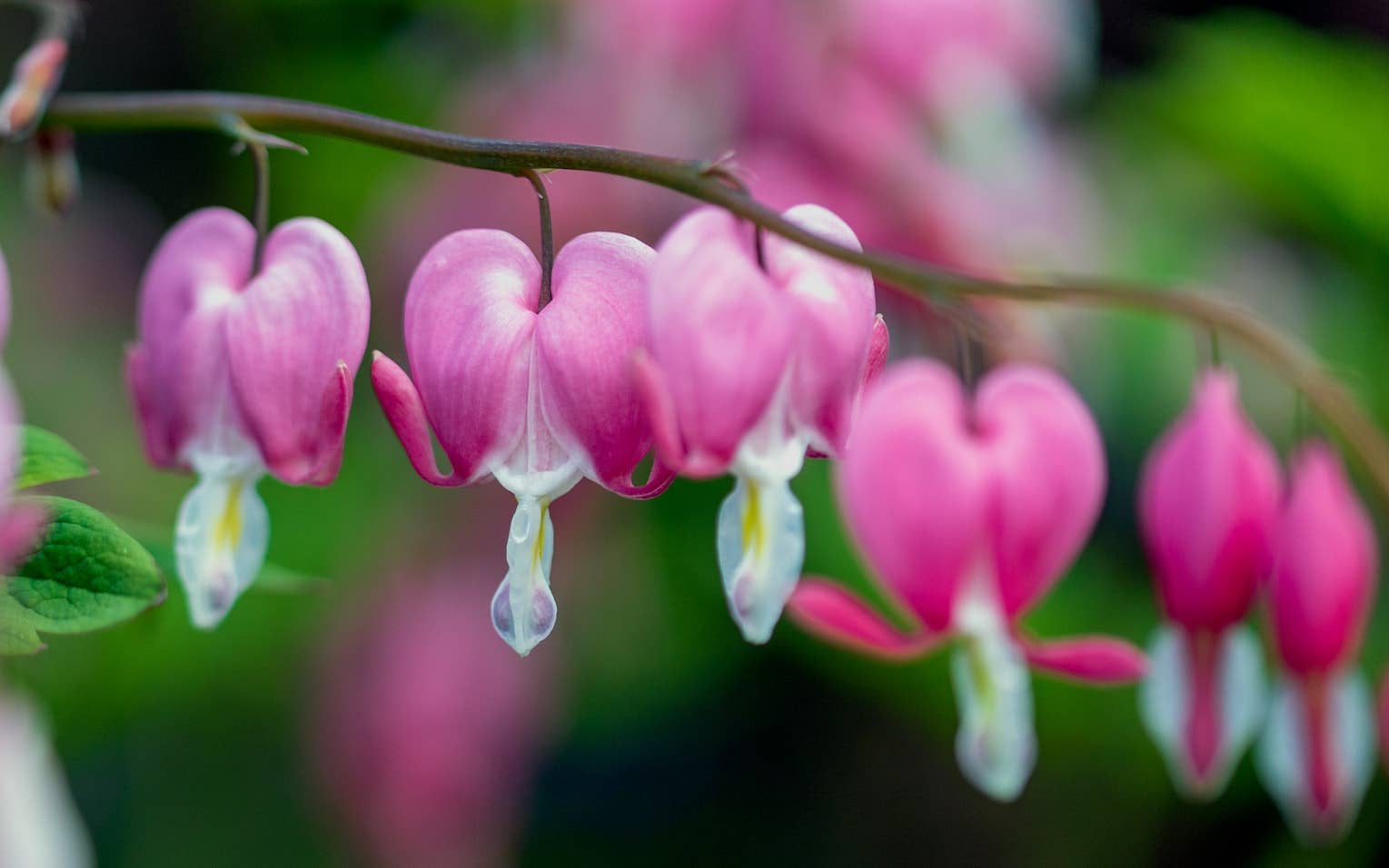 Bleeding Heart Flower Wallpaper