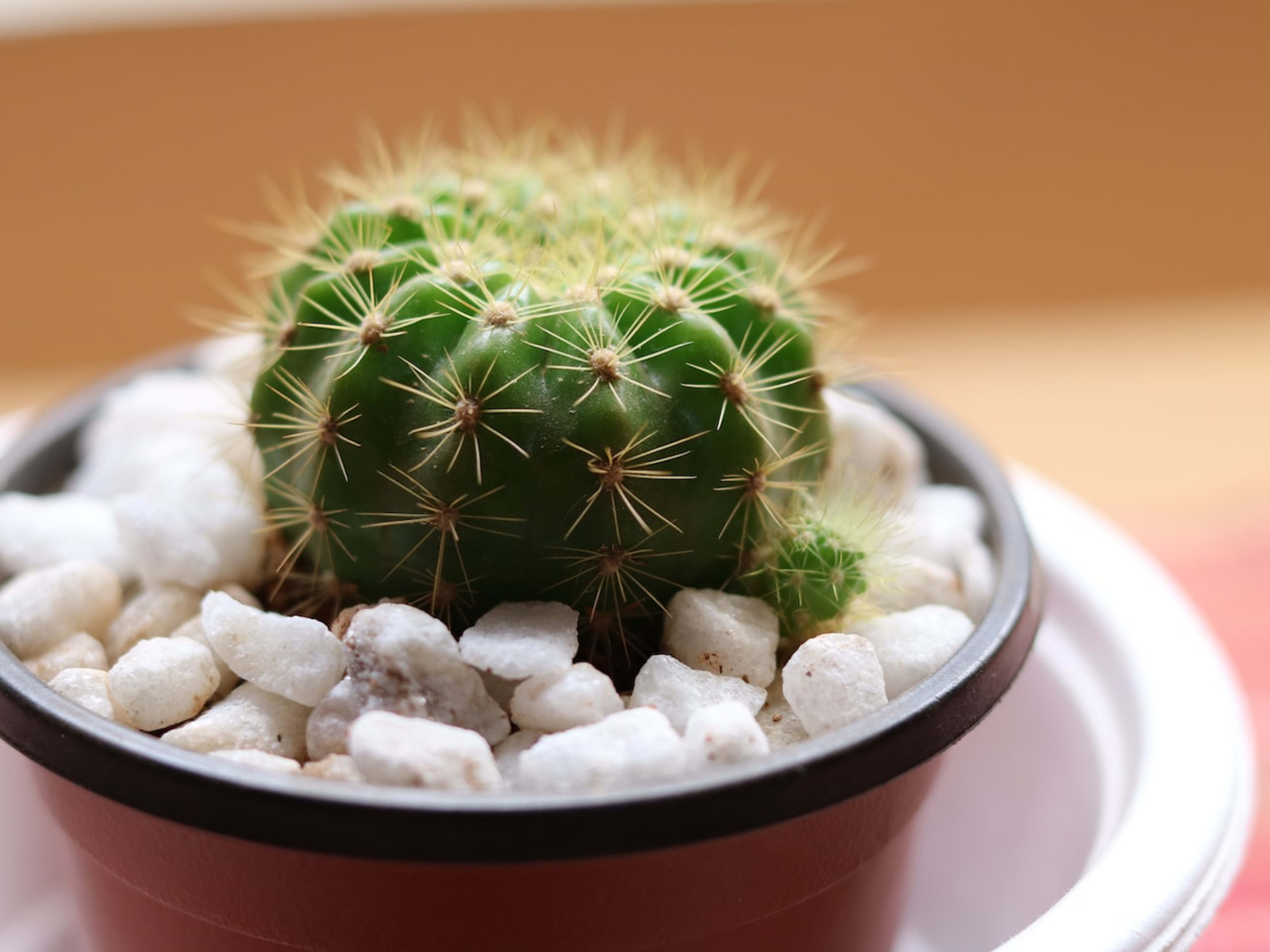 How to Grow Cactus Babies - Dengarden
