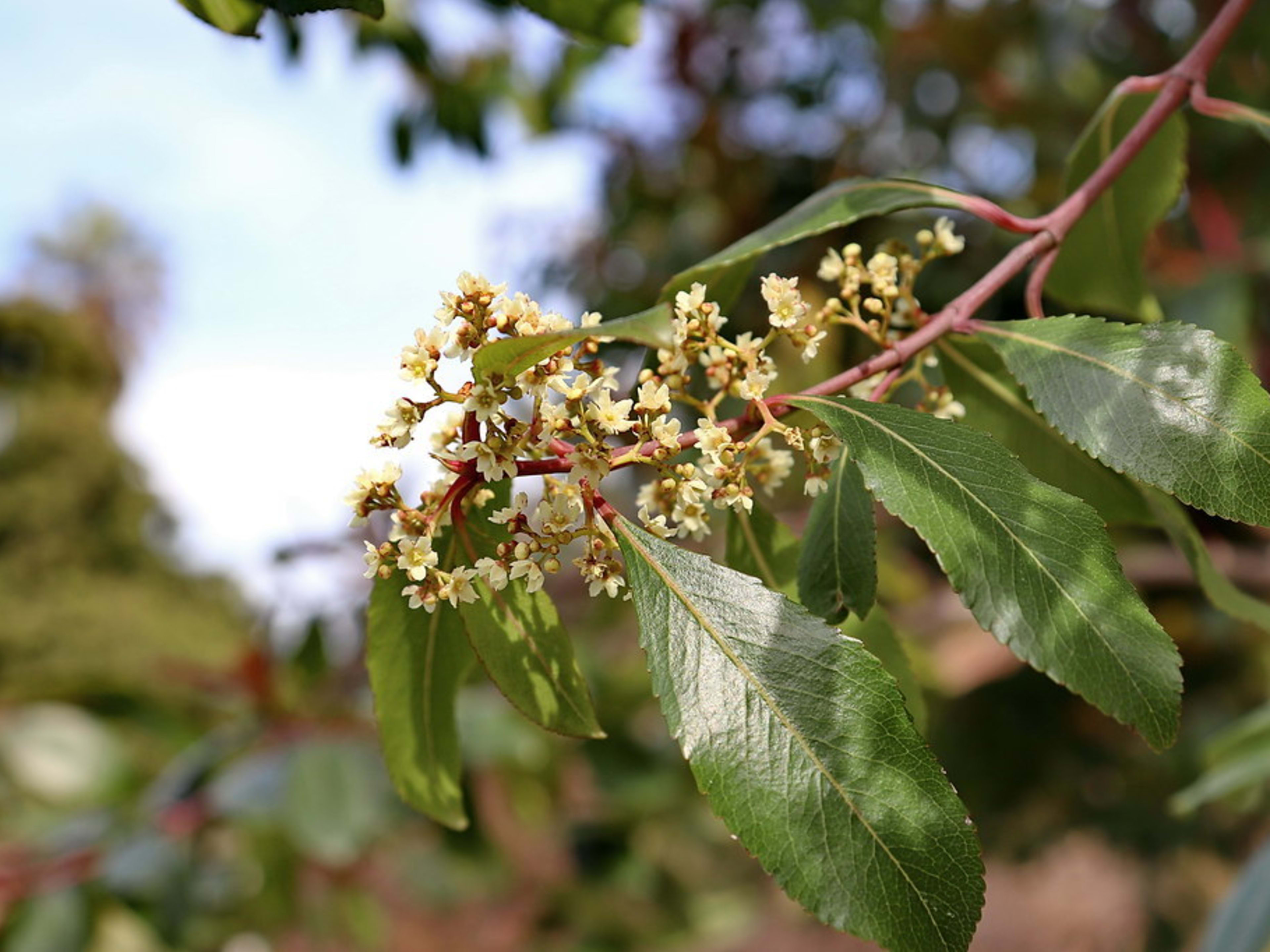 How to Grow Catha Edulis—Khat, Qat, Gat or Miraa - Dengarden
