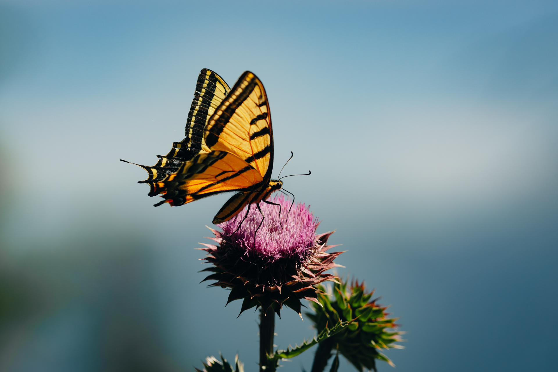 Ten Beautiful Oklahoma Butterfly Species and How to Attract Them ...